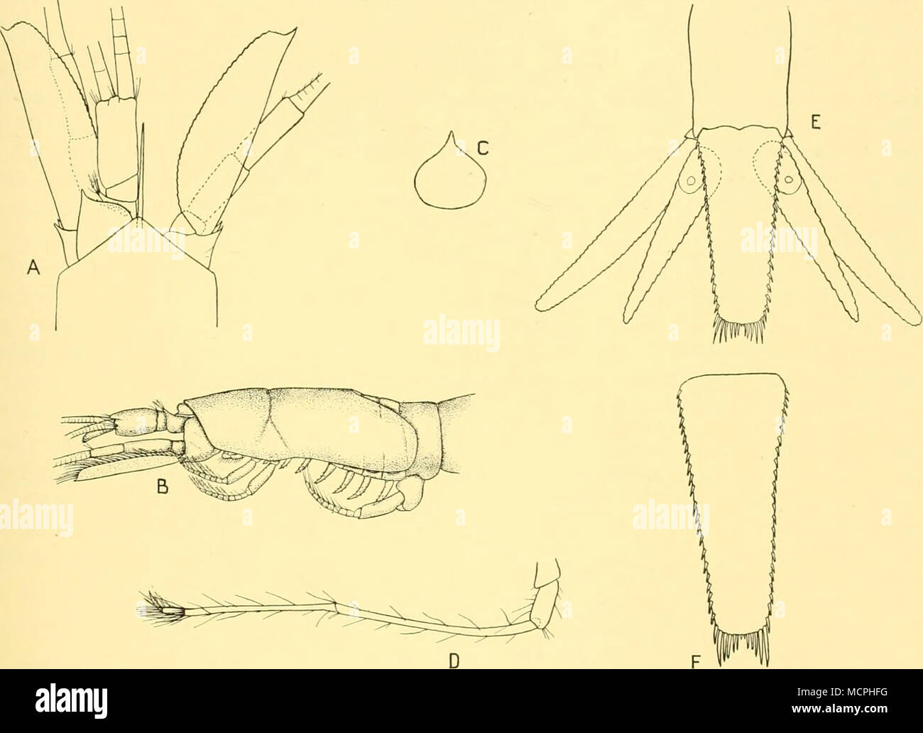 Lateral appendages hi-res stock photography and images - Alamy