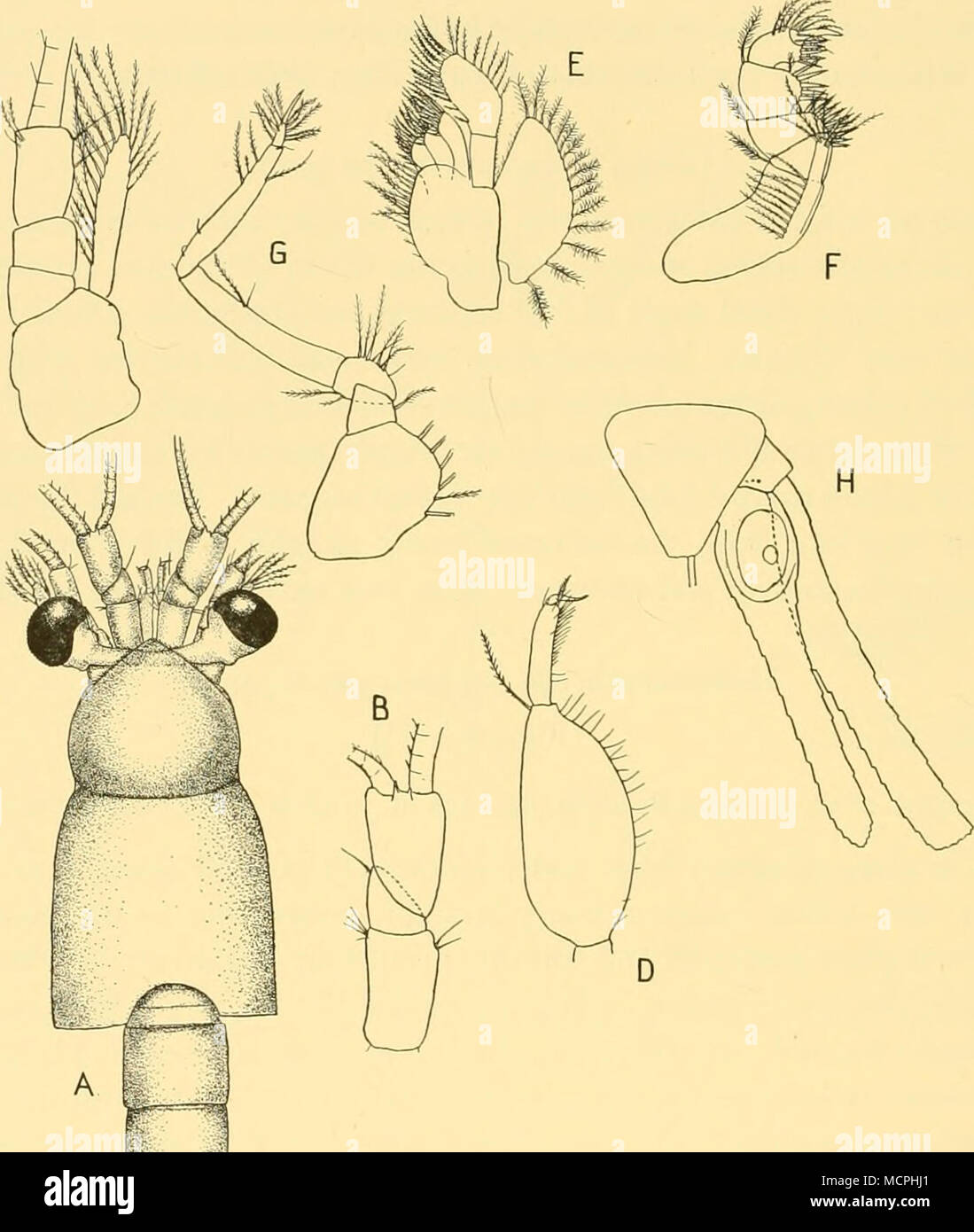 . Fig. 28. Heteroerythrops purpura gen.n., sp.n. A, anterior end of ...
