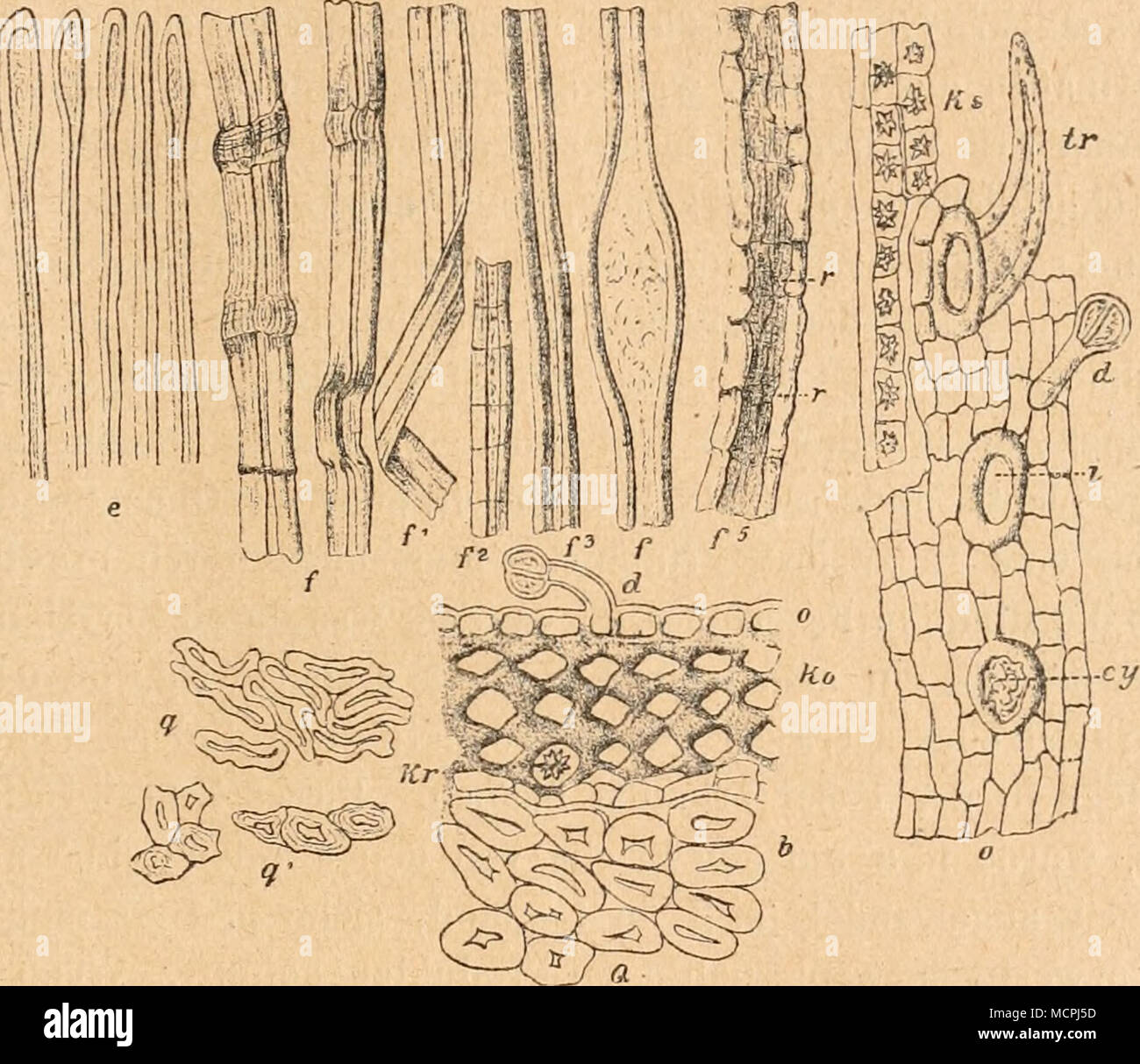Cystolith hi-res stock photography and images - Alamy