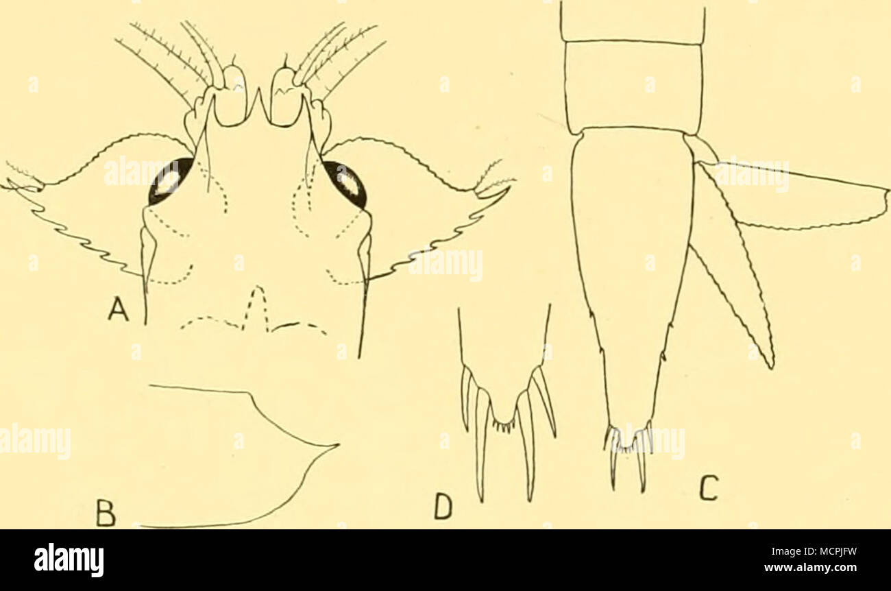 Anterior tubercles hi-res stock photography and images - Alamy