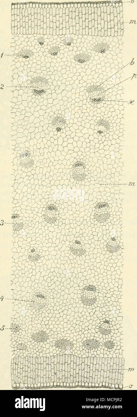 50 blatt 7 hi-res stock photography and images - Alamy