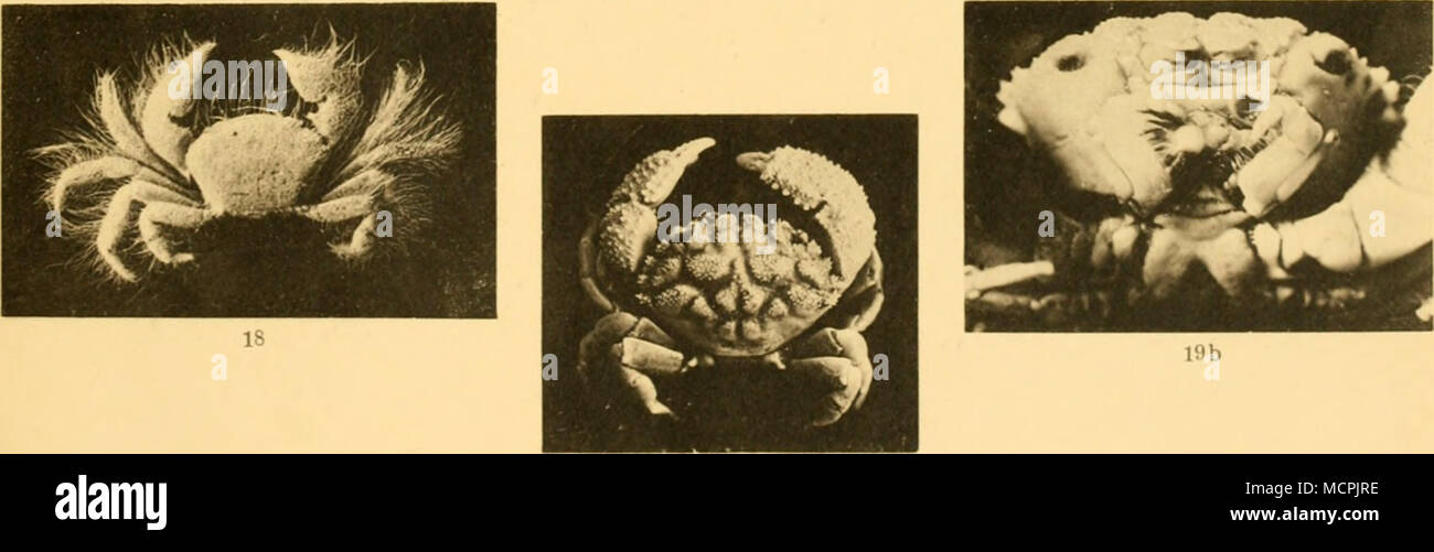 Lua s hi-res stock photography and images - Alamy