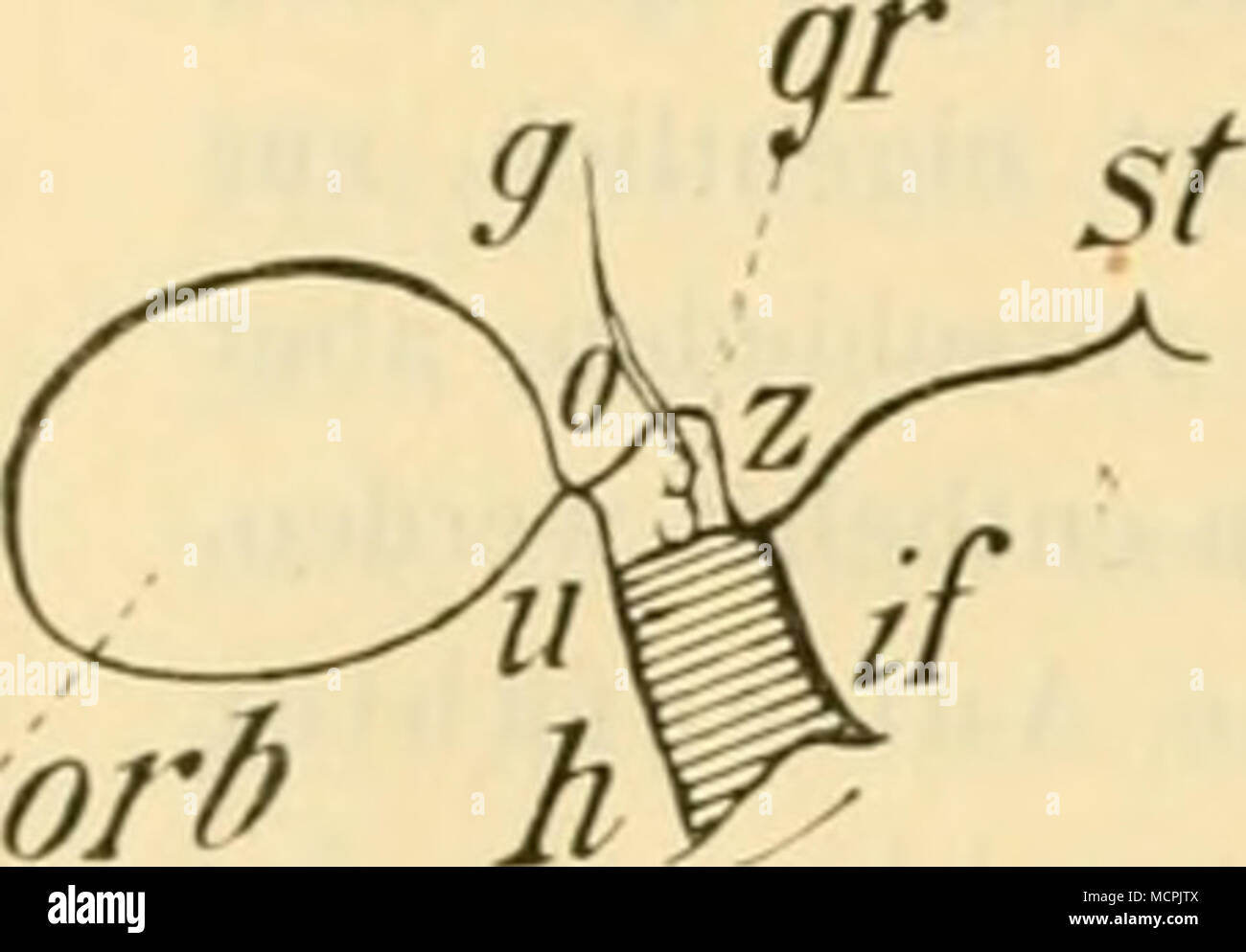 Orfi hi-res stock photography and images - Alamy