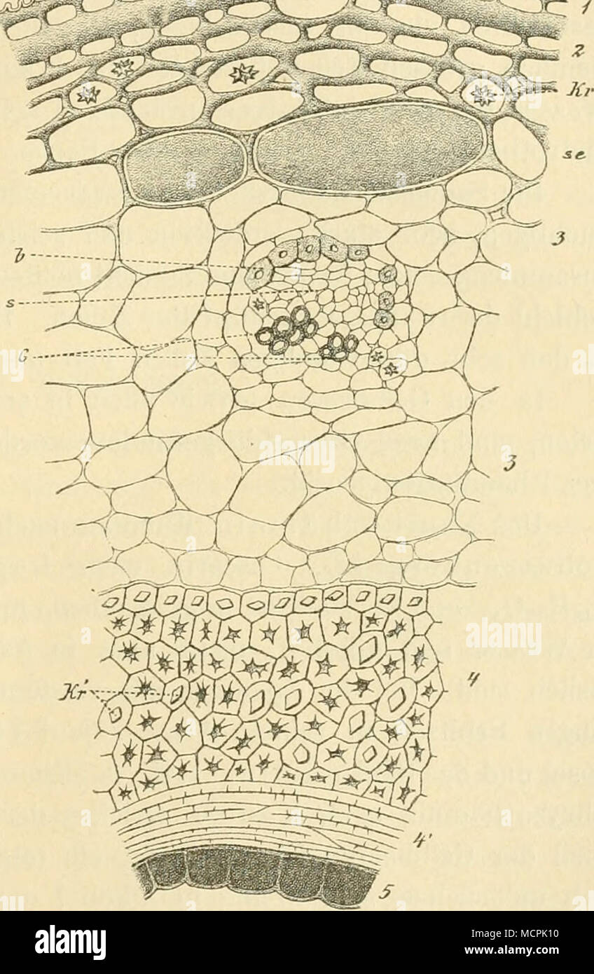 Collenchyma tissue hi-res stock photography and images - Alamy