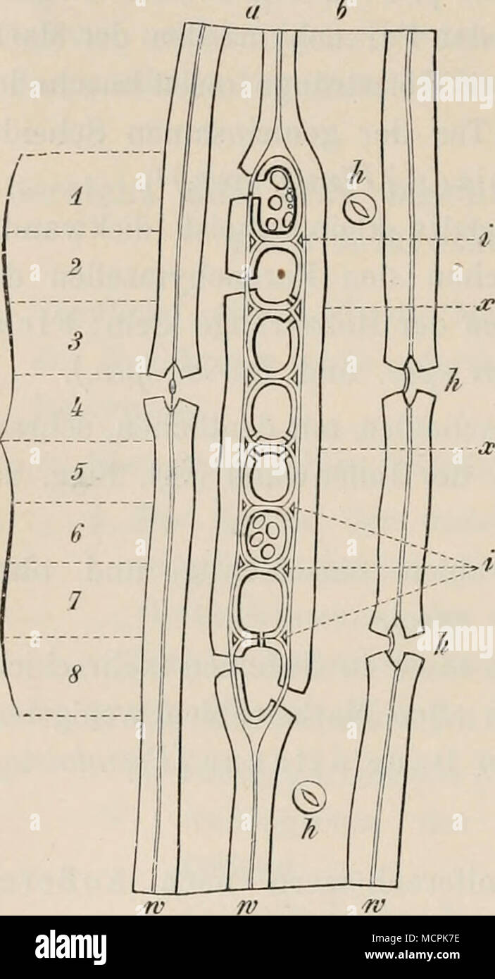 . Holzstrang- angren- Fig. 112. Tangentialschnittsansicht aus Spätholz ...