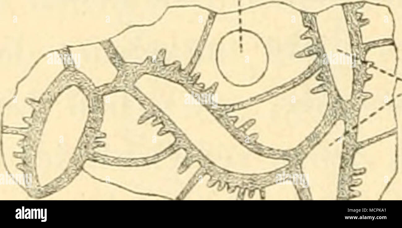 Eine zellwand hi-res stock photography and images - Alamy