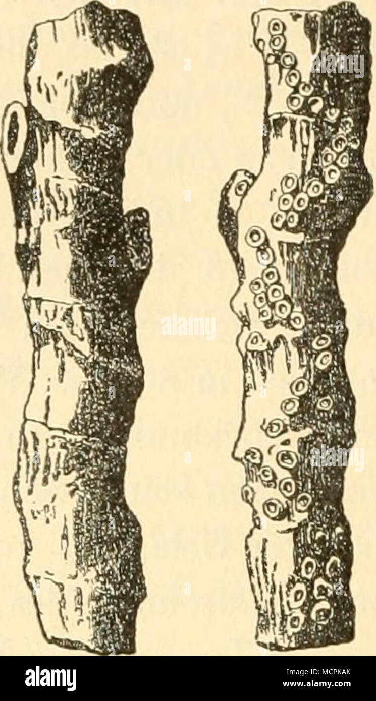 Tici hi-res stock photography and images - Alamy