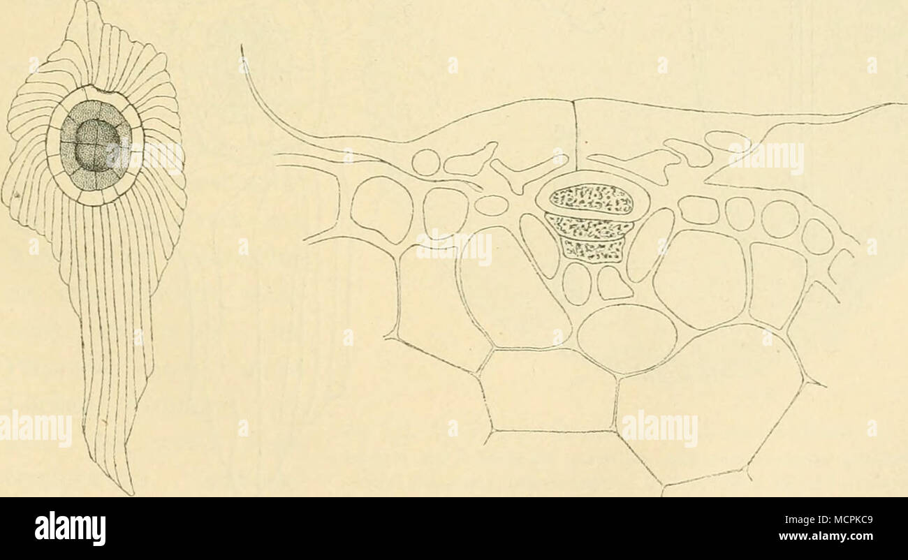 1867 querschnitt hi-res stock photography and images - Alamy