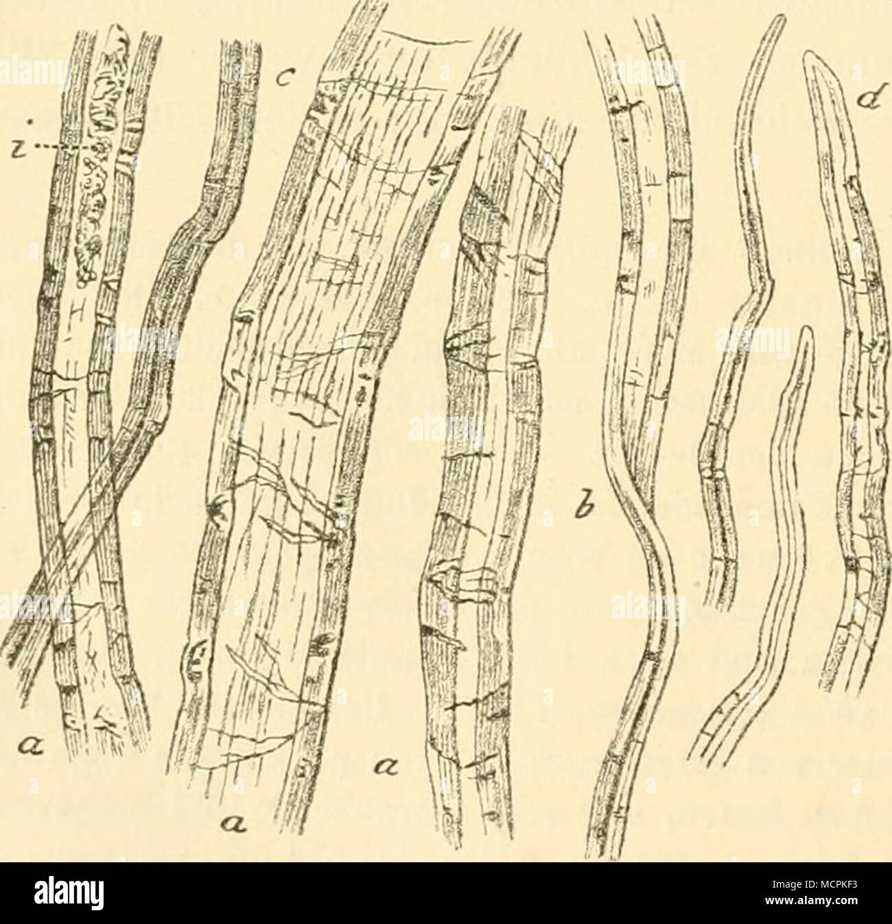 Eine zellwand hi-res stock photography and images - Alamy