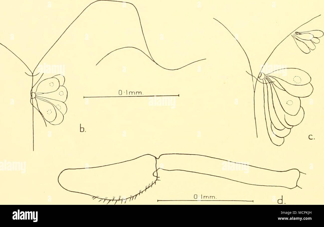 . O'lmm Fig. 2. C. teretivalvata n.sp. a, male from left side; b ...