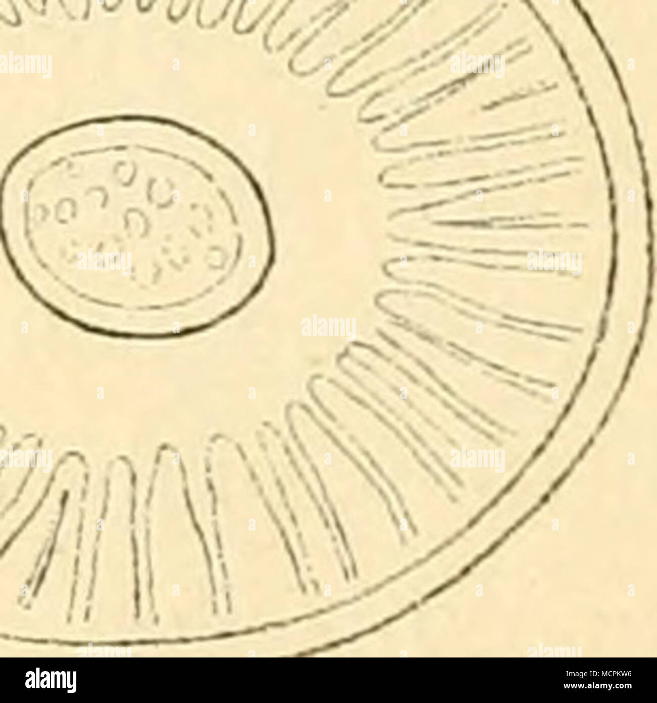 Alav hi-res stock photography and images - Alamy