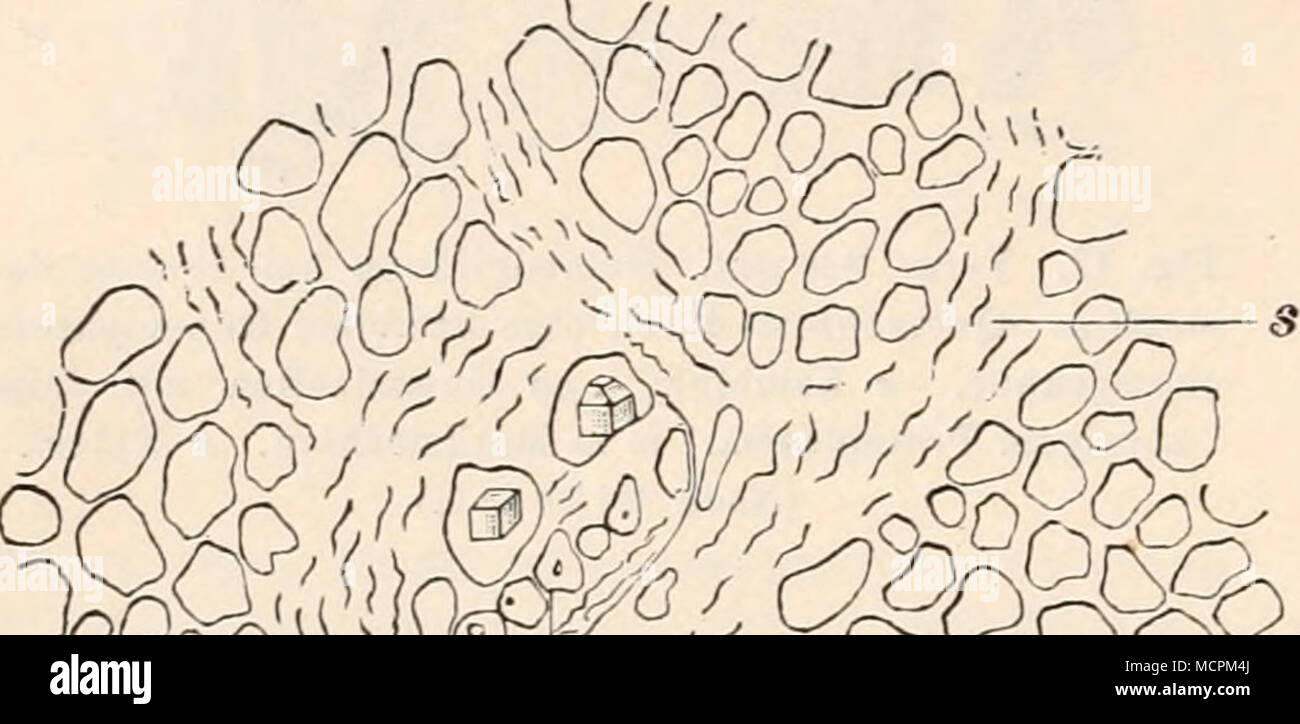 Moringa senegal hi-res stock photography and images - Alamy