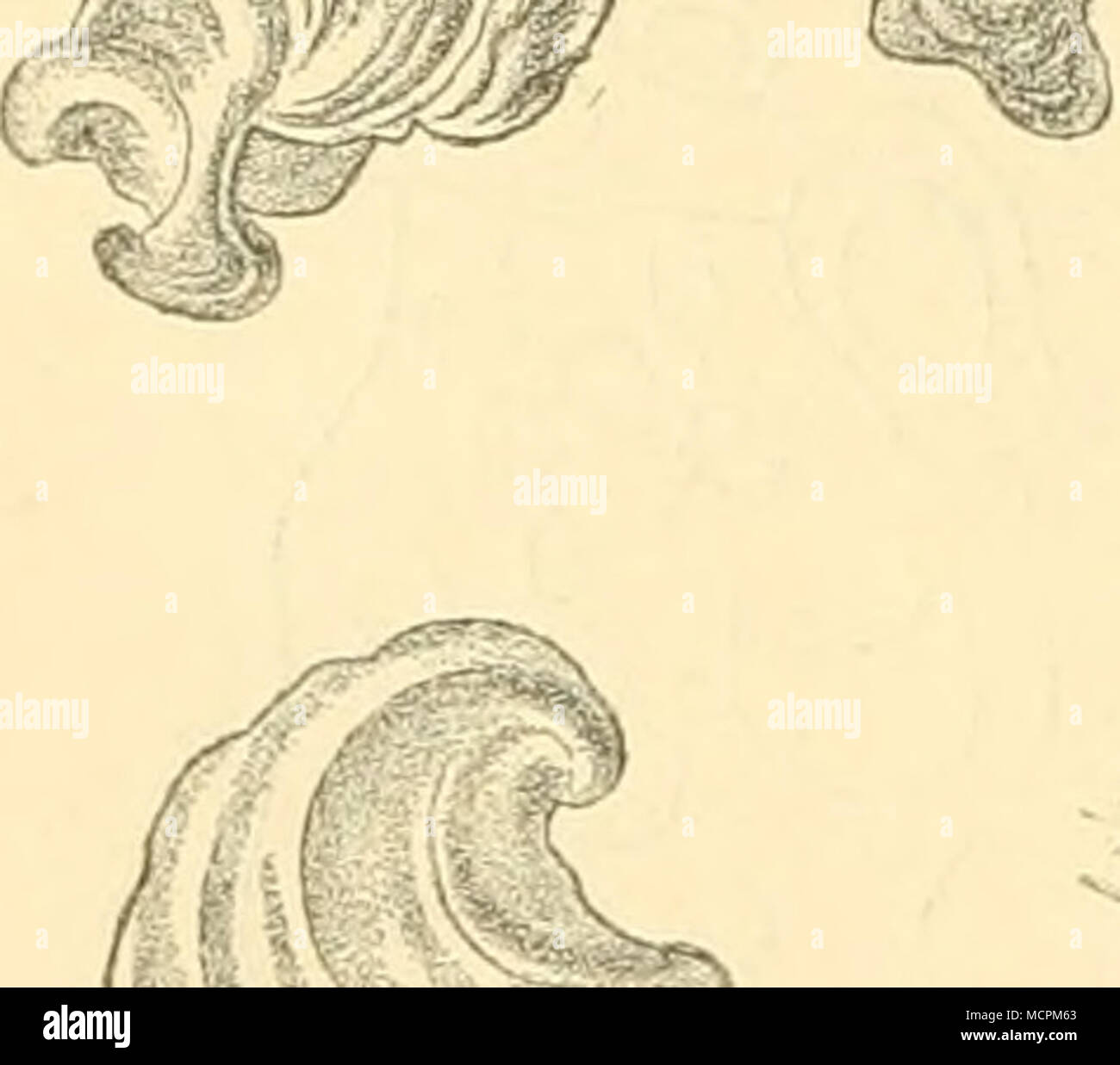 Gummi traganth hi-res stock photography and images - Alamy