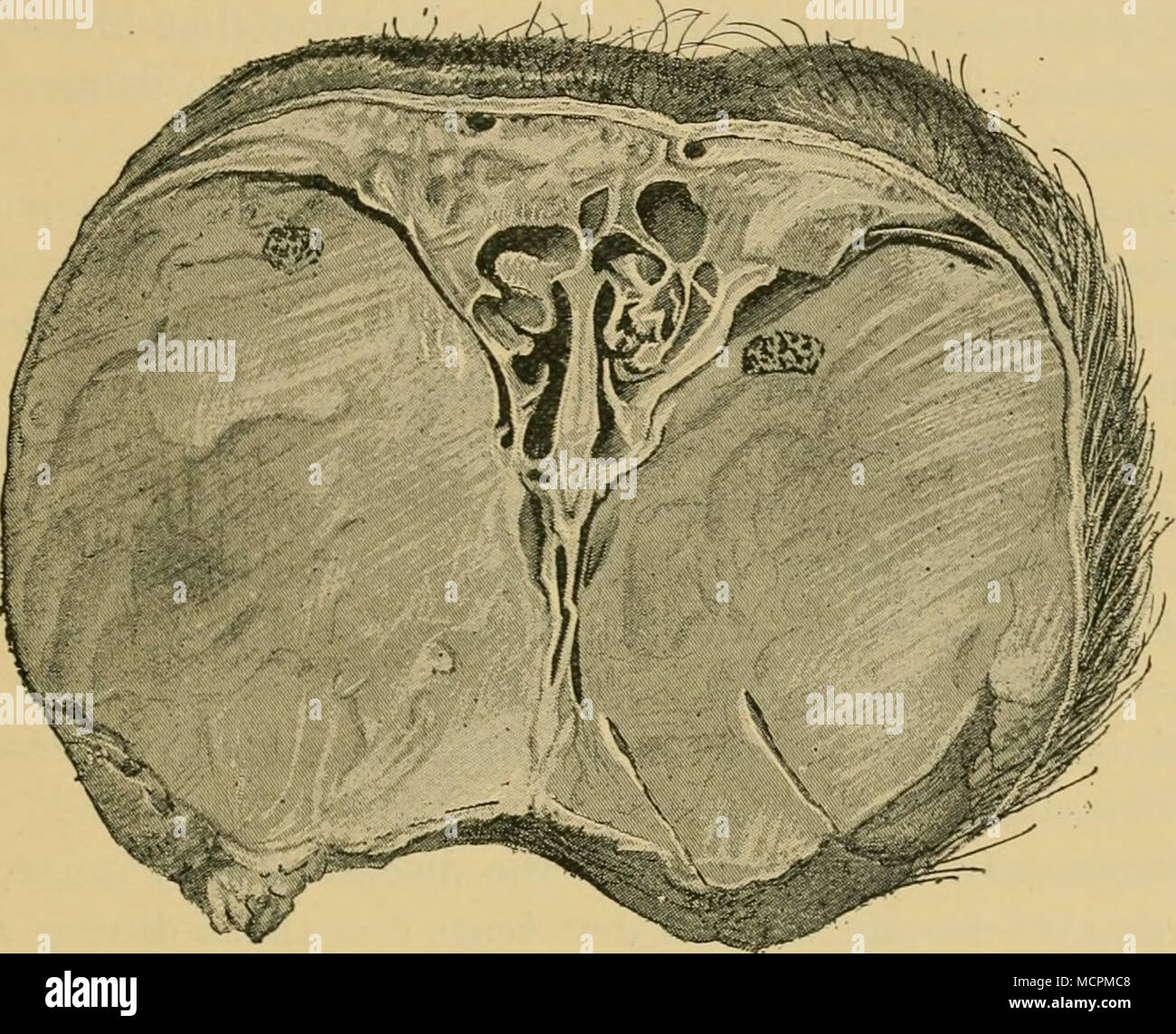 . Fig. 8.—Transverse section through the middle region of the face in a ...