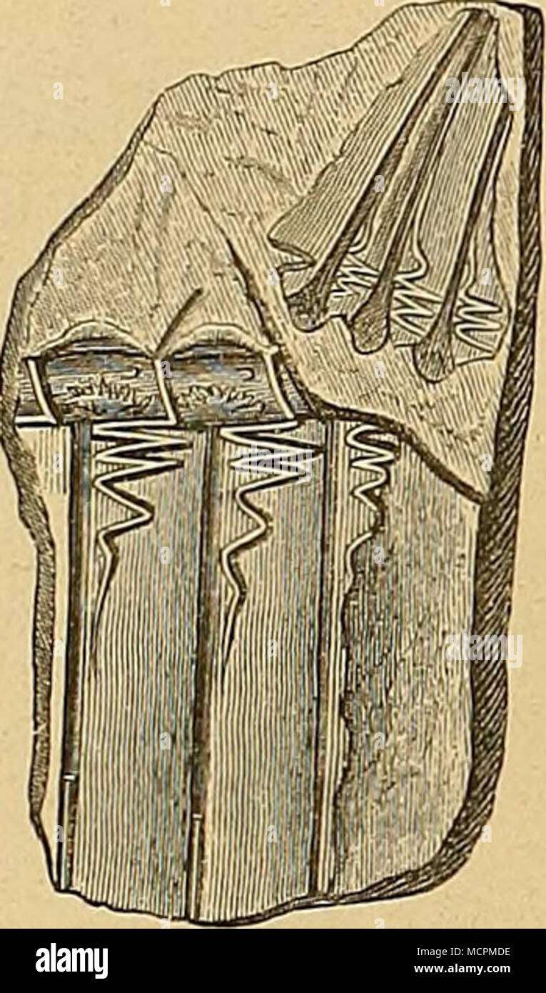 Cretaceus hi-res stock photography and images - Alamy