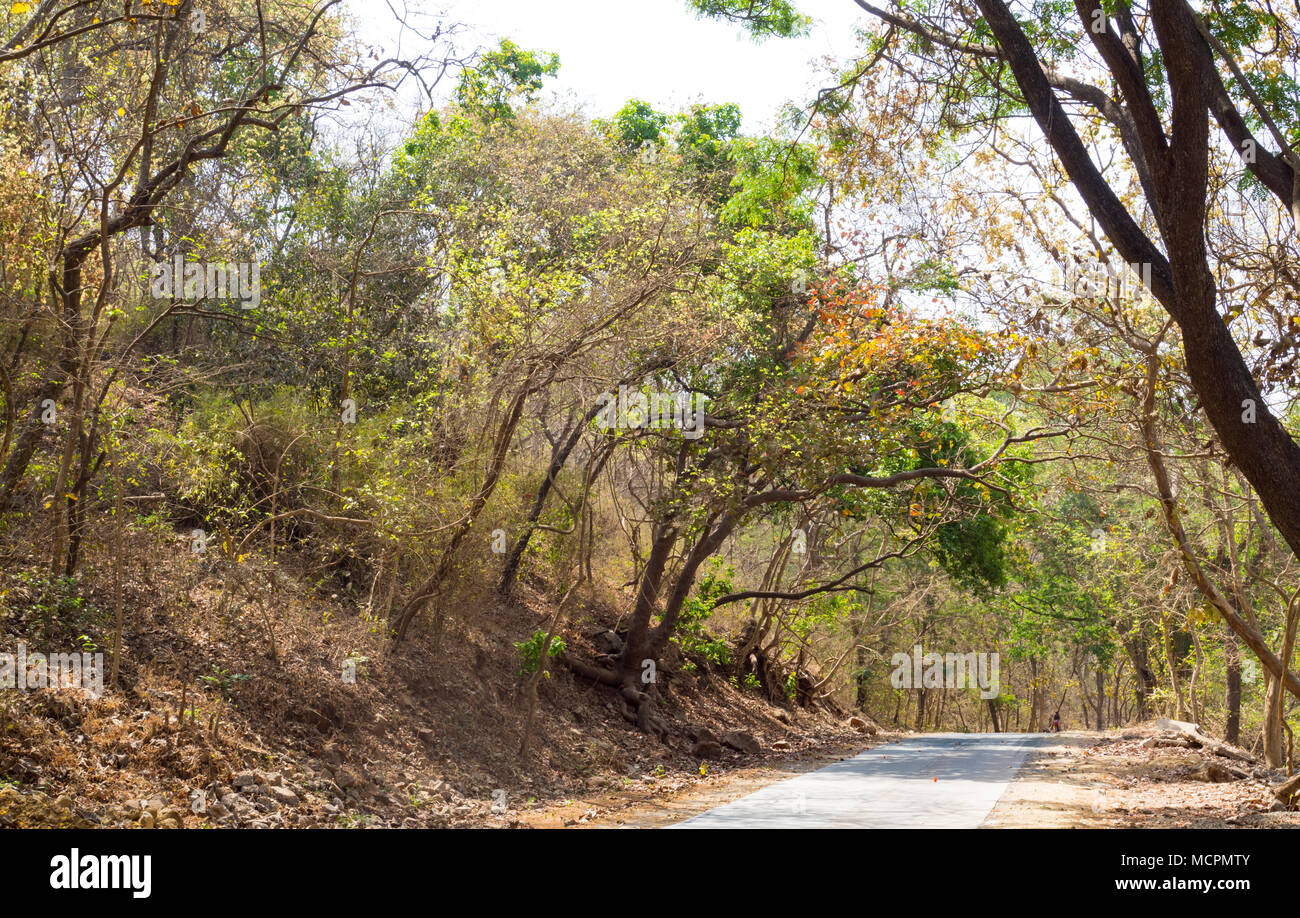 Indian forest roads hi-res stock photography and images - Alamy