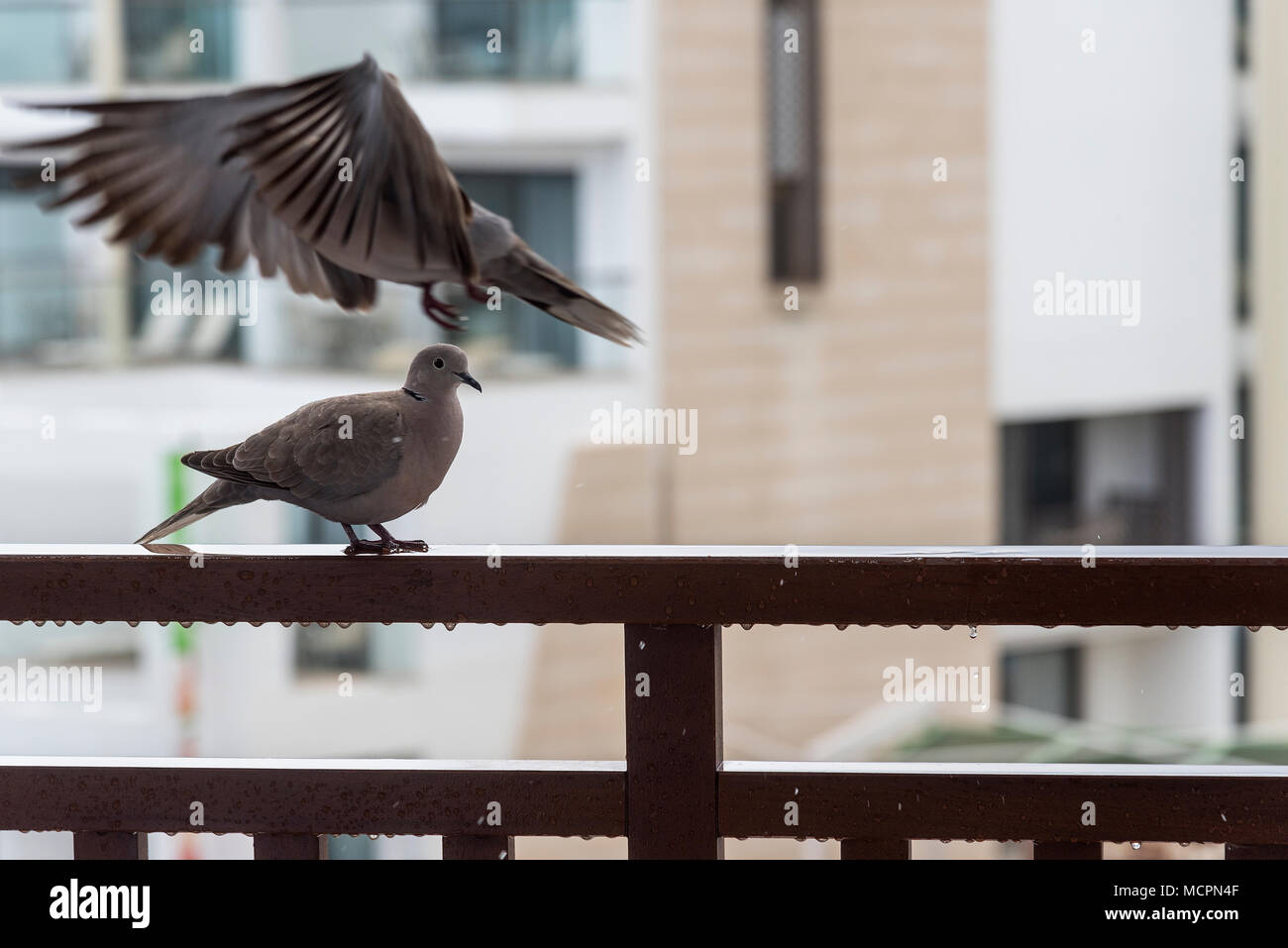 Türkische hi-res stock photography and images - Alamy
