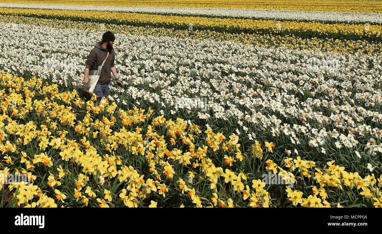 Taylors bulbs hi-res stock photography and images - Alamy