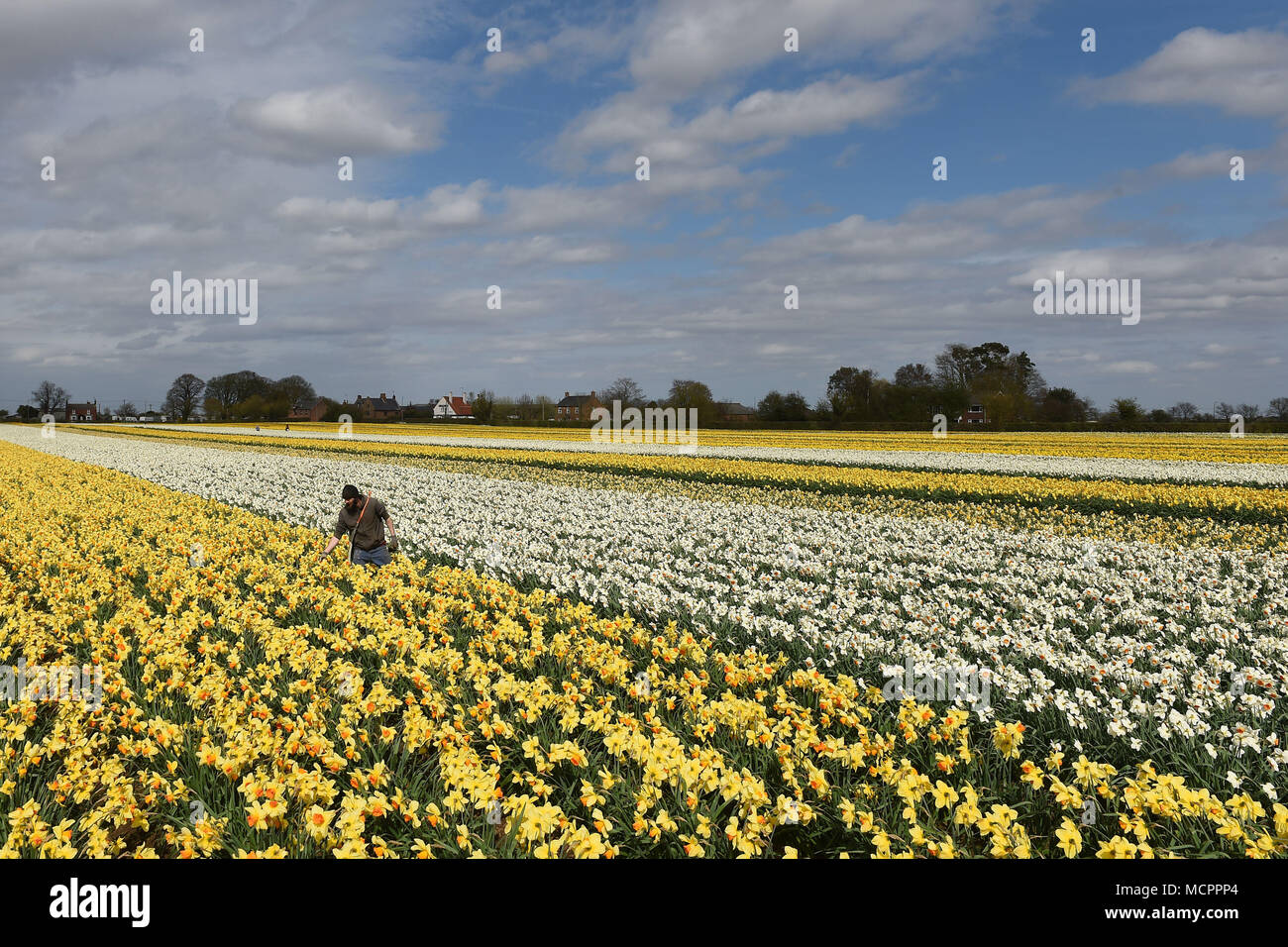 Mark Beecham makes his way along rows of daffodils removing any rogue ...