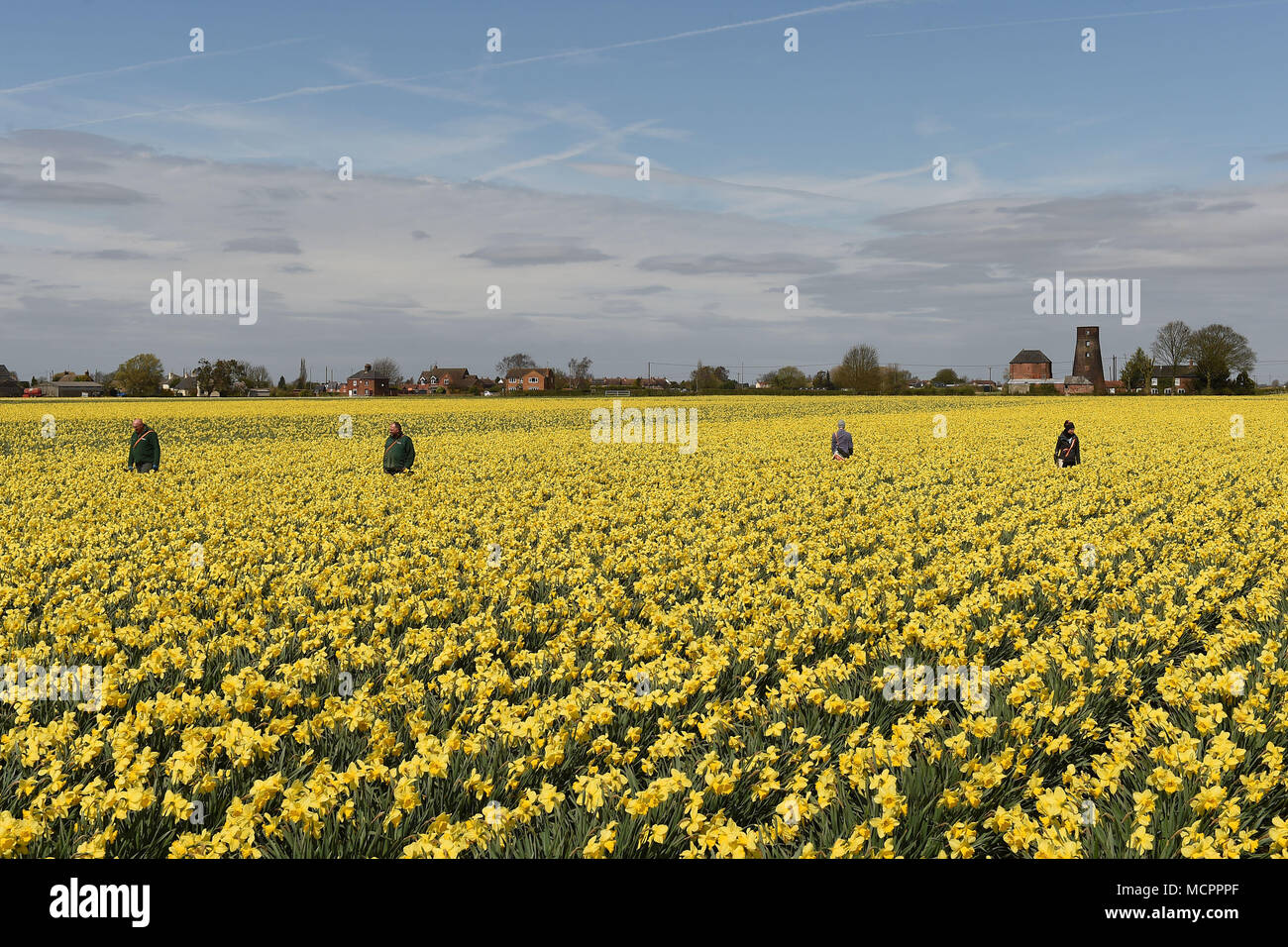 Removing any rogue varieties hi-res stock photography and images - Alamy