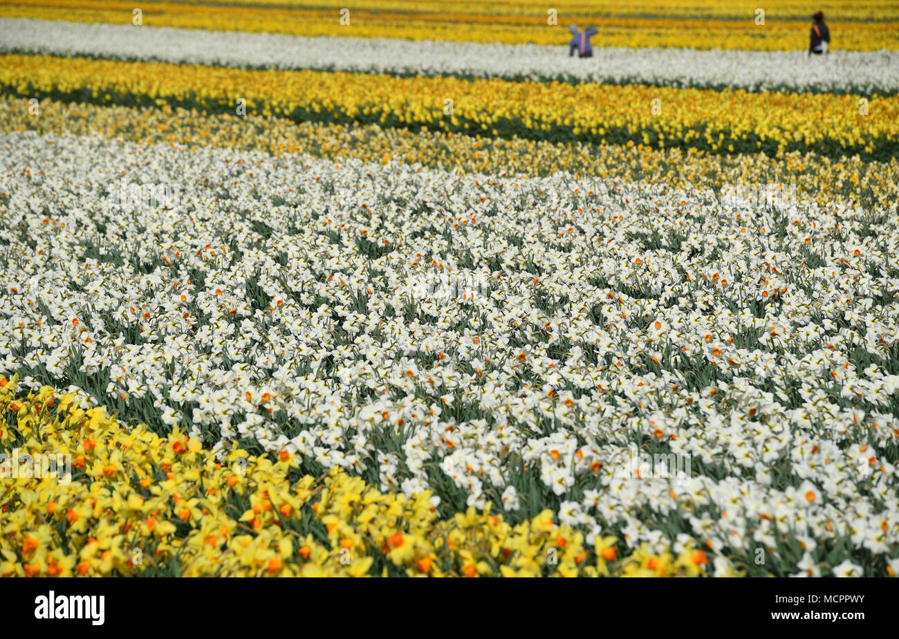 Way along rows daffodils removing any rogue varieties taylors bulbs hi ...