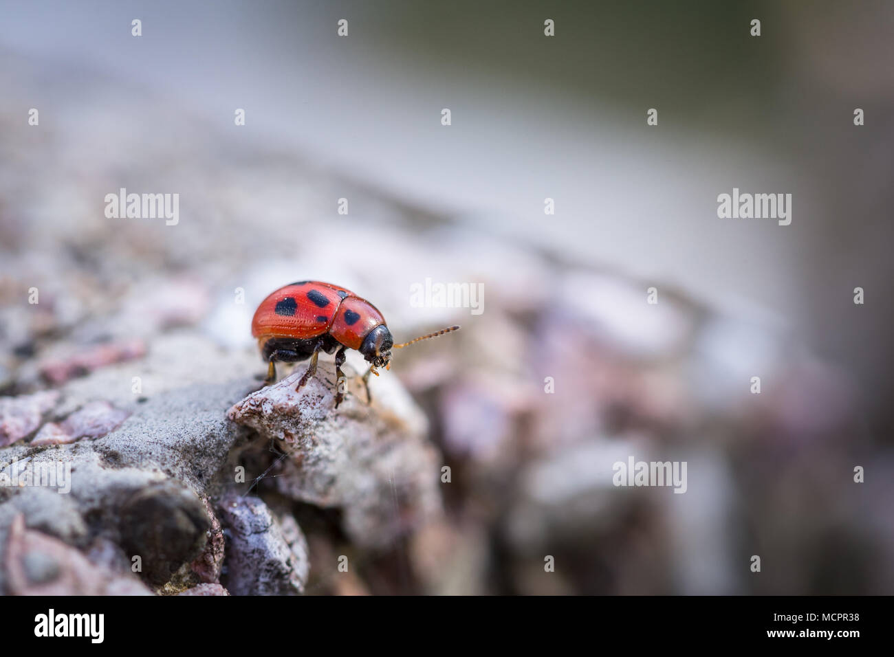 Stone ladybug hi-res stock photography and images - Alamy