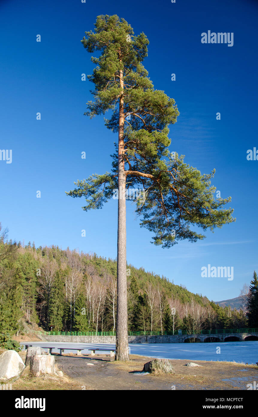 Spring forest lonely tree hi-res stock photography and images - Alamy