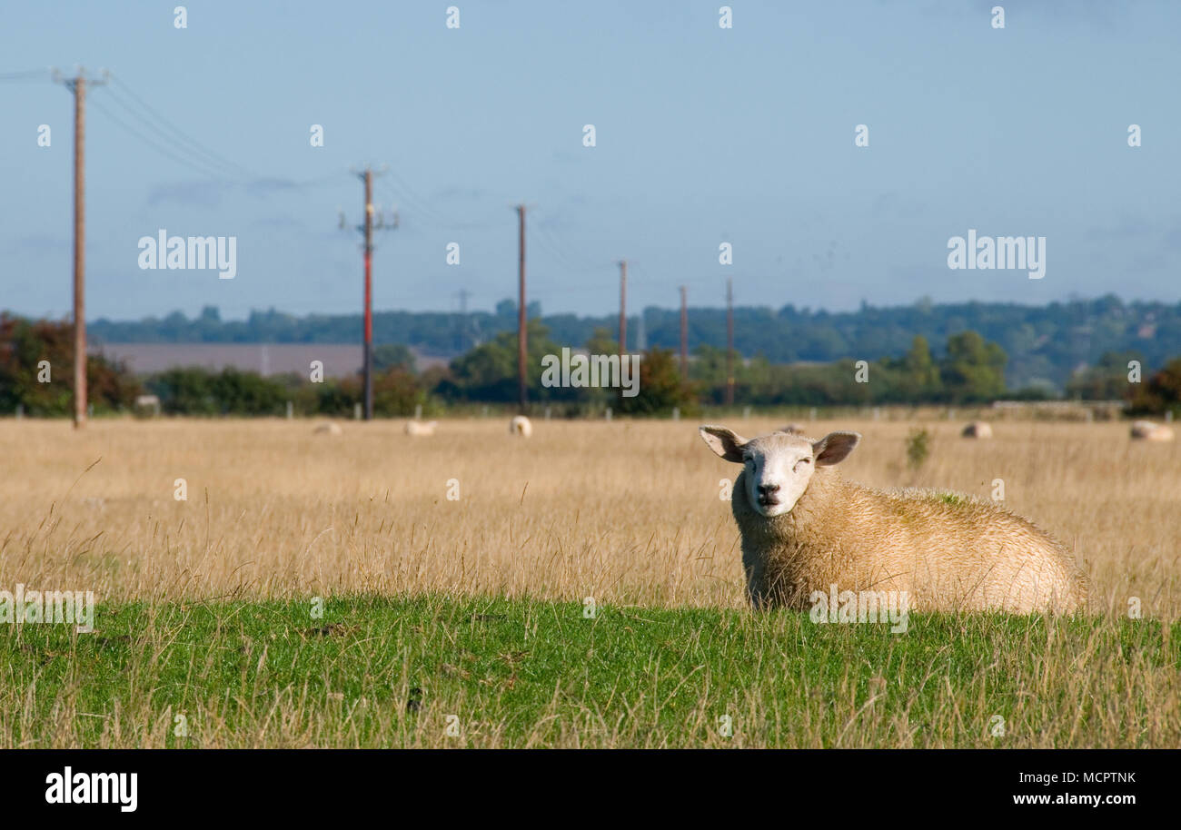 Unique sheep hi-res stock photography and images - Alamy