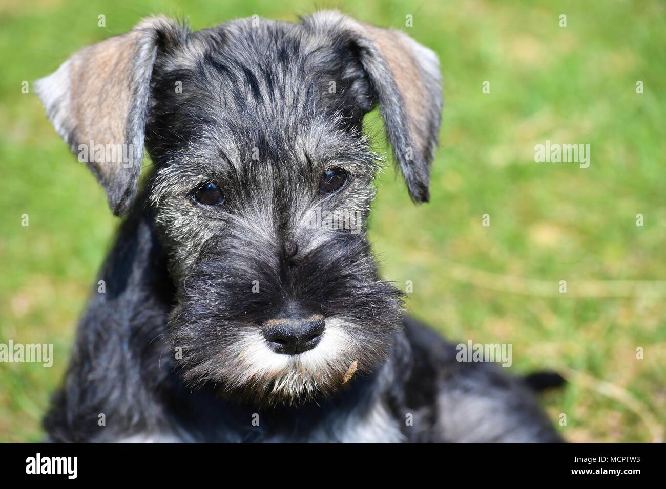 How Do I Know If My Miniature Schnauzer Is Purebred