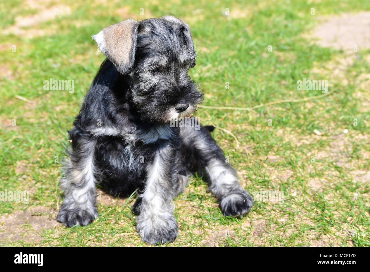Miniature schnauzer puppy close face portrait, purebred, champion line ...