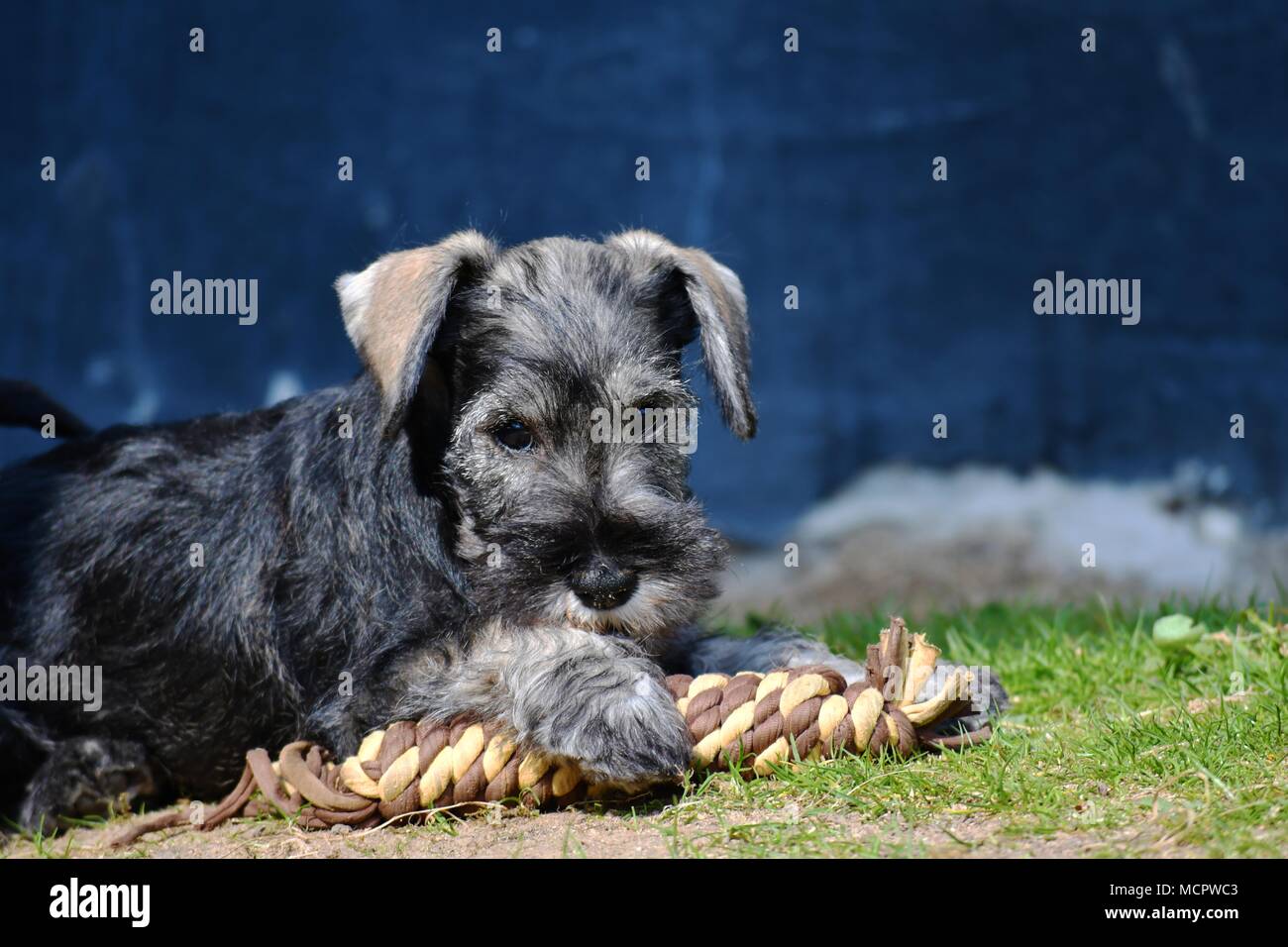 Miniature schnauzer puppy close face portrait, purebred, champion line ...