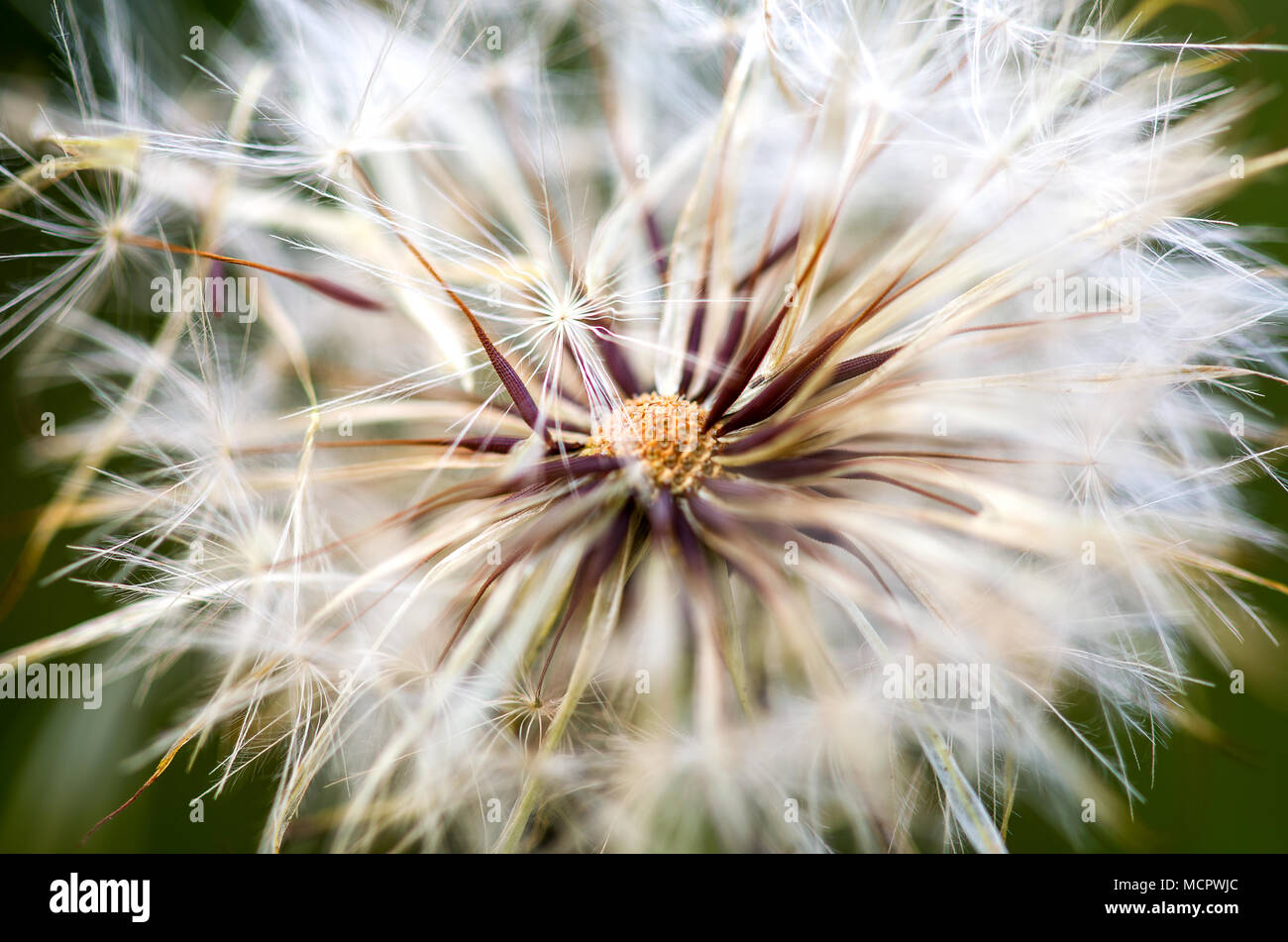 Macro photography of a dandelion puff head center Stock Photo - Alamy