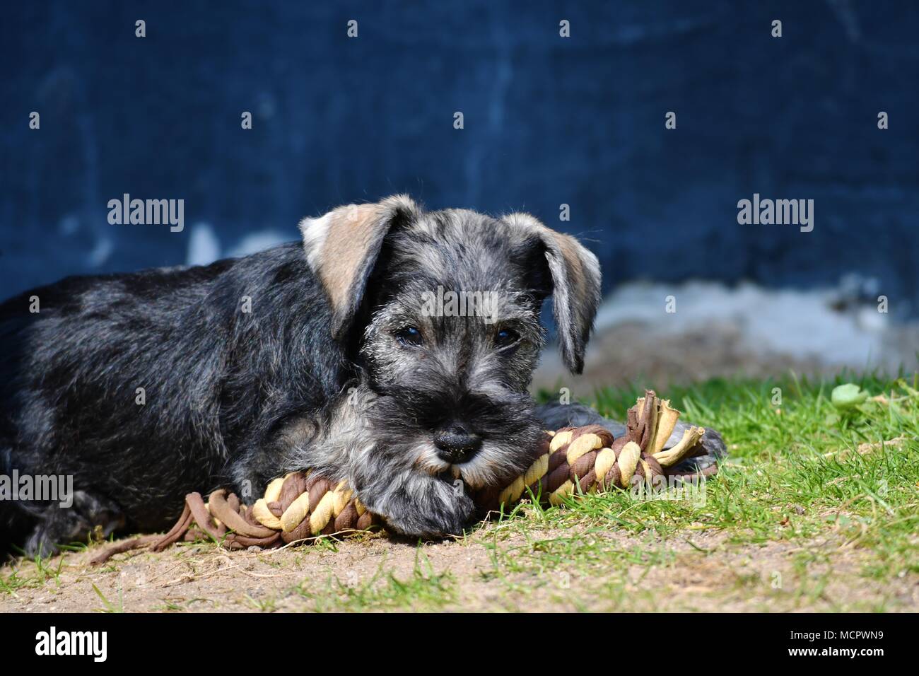 Miniature schnauzer puppy close face portrait, purebred, champion line ...