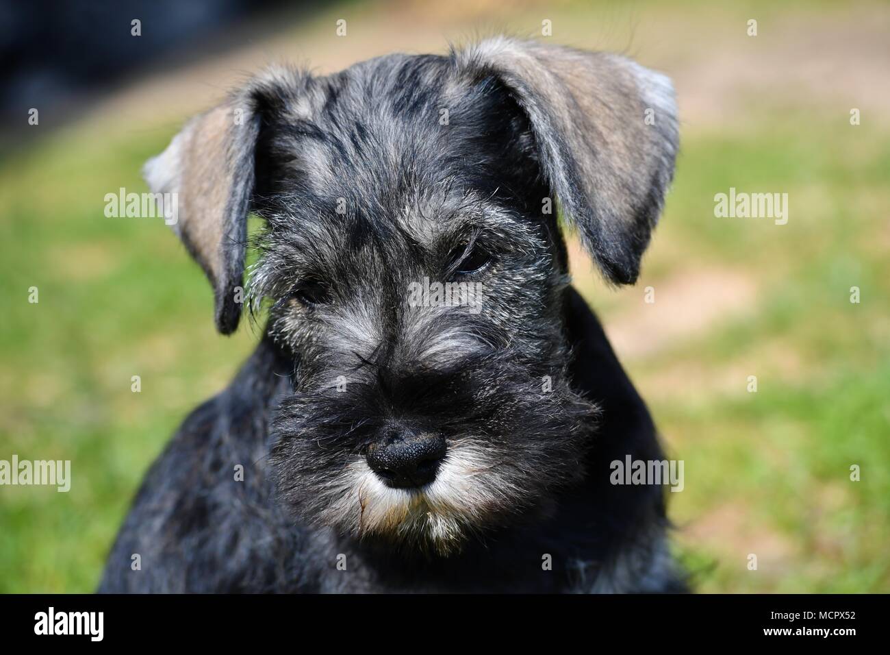 How Do I Know If My Miniature Schnauzer Is Purebred