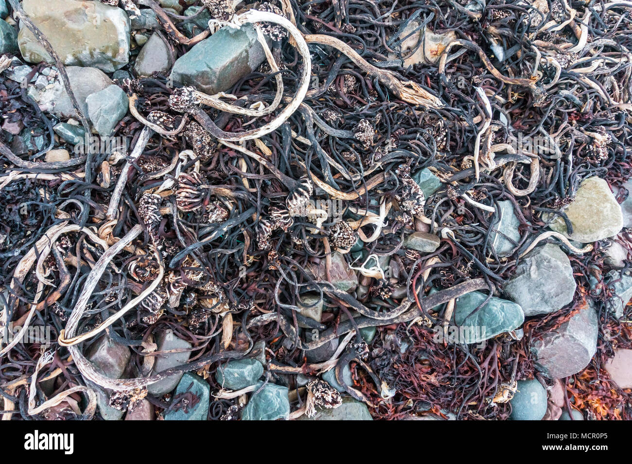 Dry algae on the coast of the Barents Sea, Varanger Peninsula, Finnmark ...