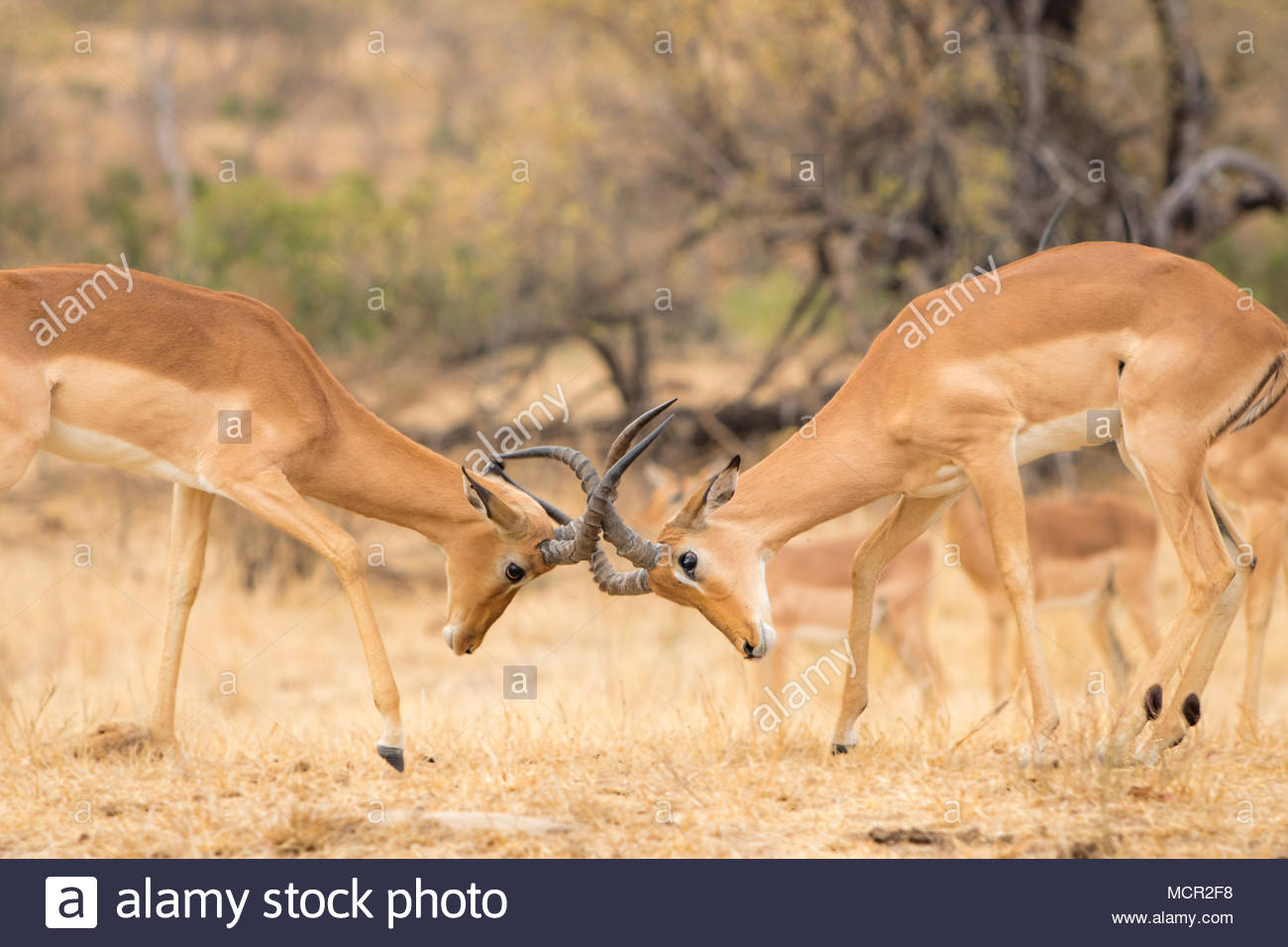 Springbok Ram Stock Photos & Springbok Ram Stock Images - Alamy