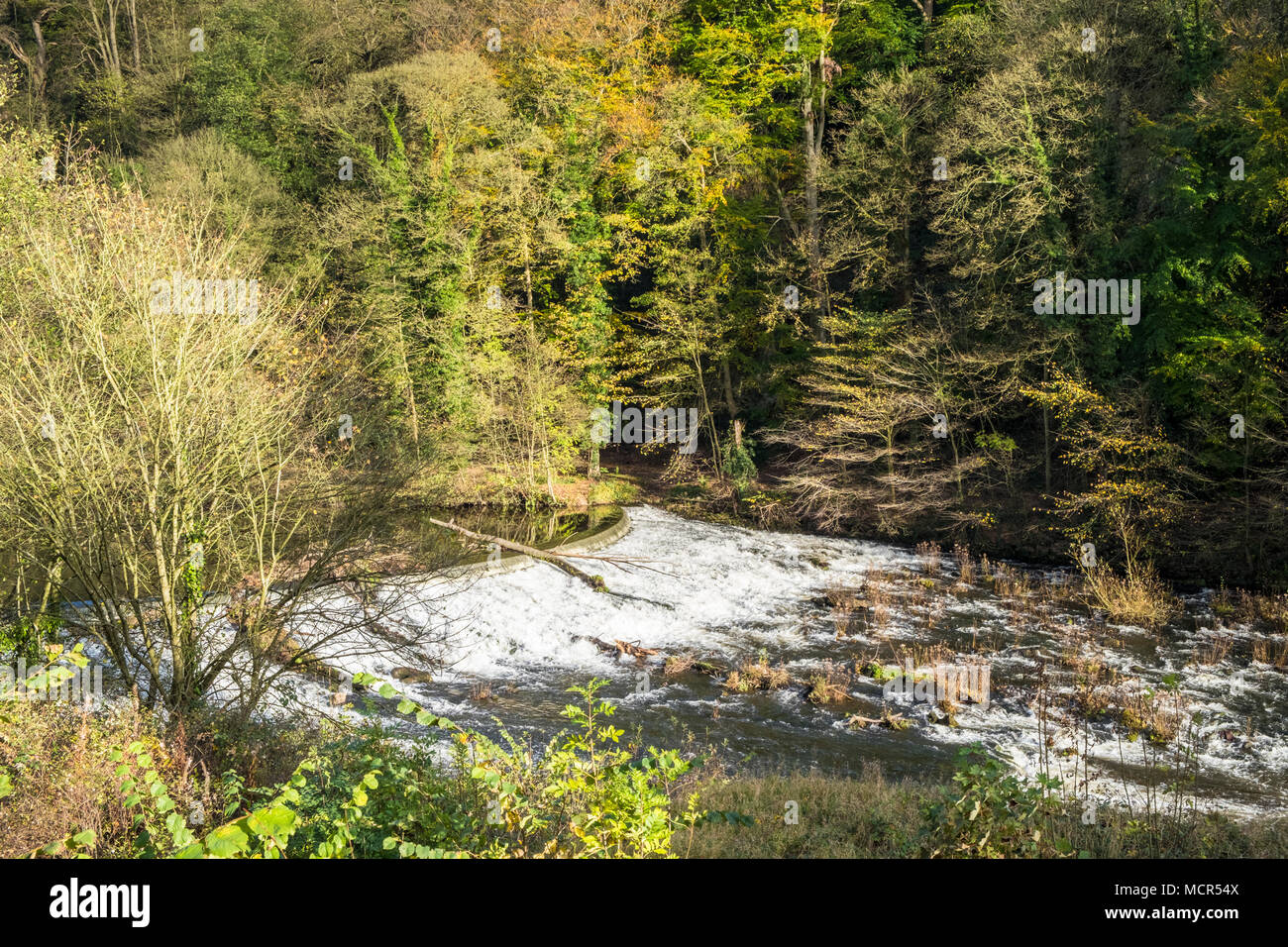 Trees of Hagg Wood in Autumn sunlight next to a weir on the River ...