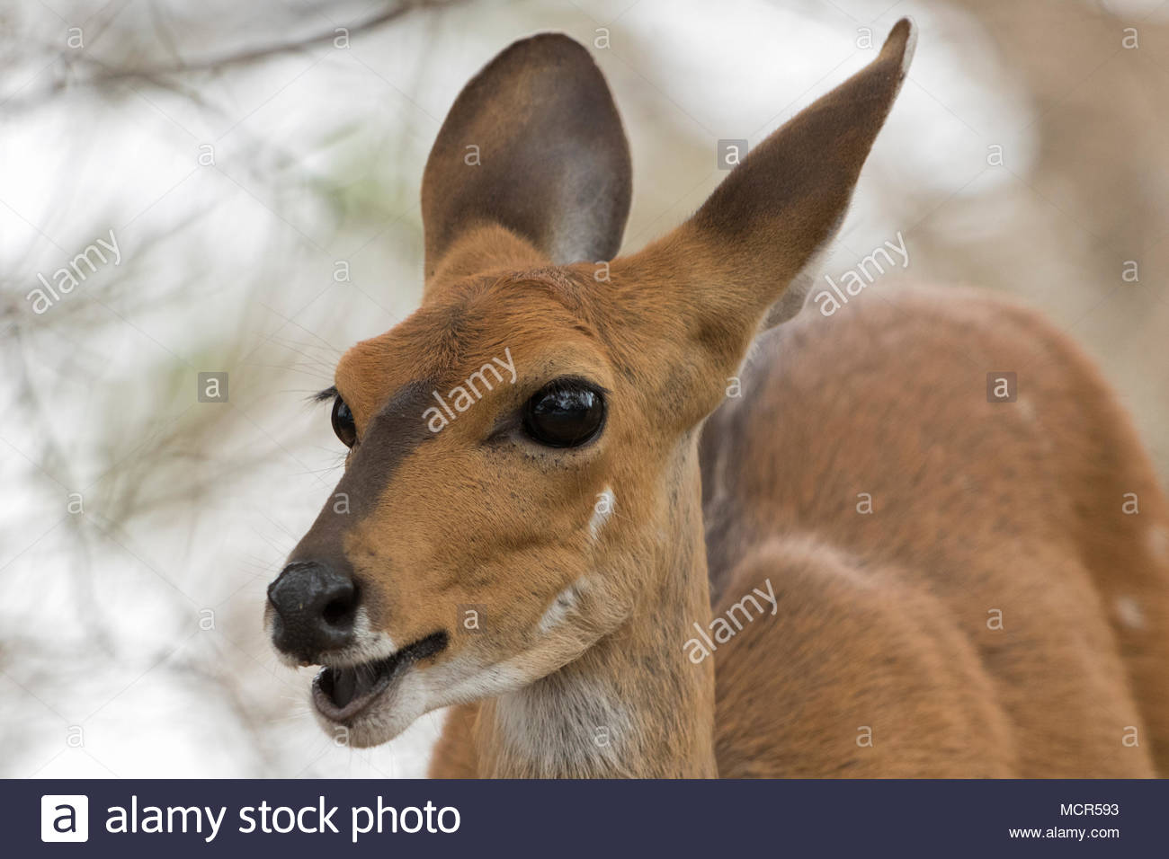 Tragelaphus Sylvaticus High Resolution Stock Photography and Images - Alamy