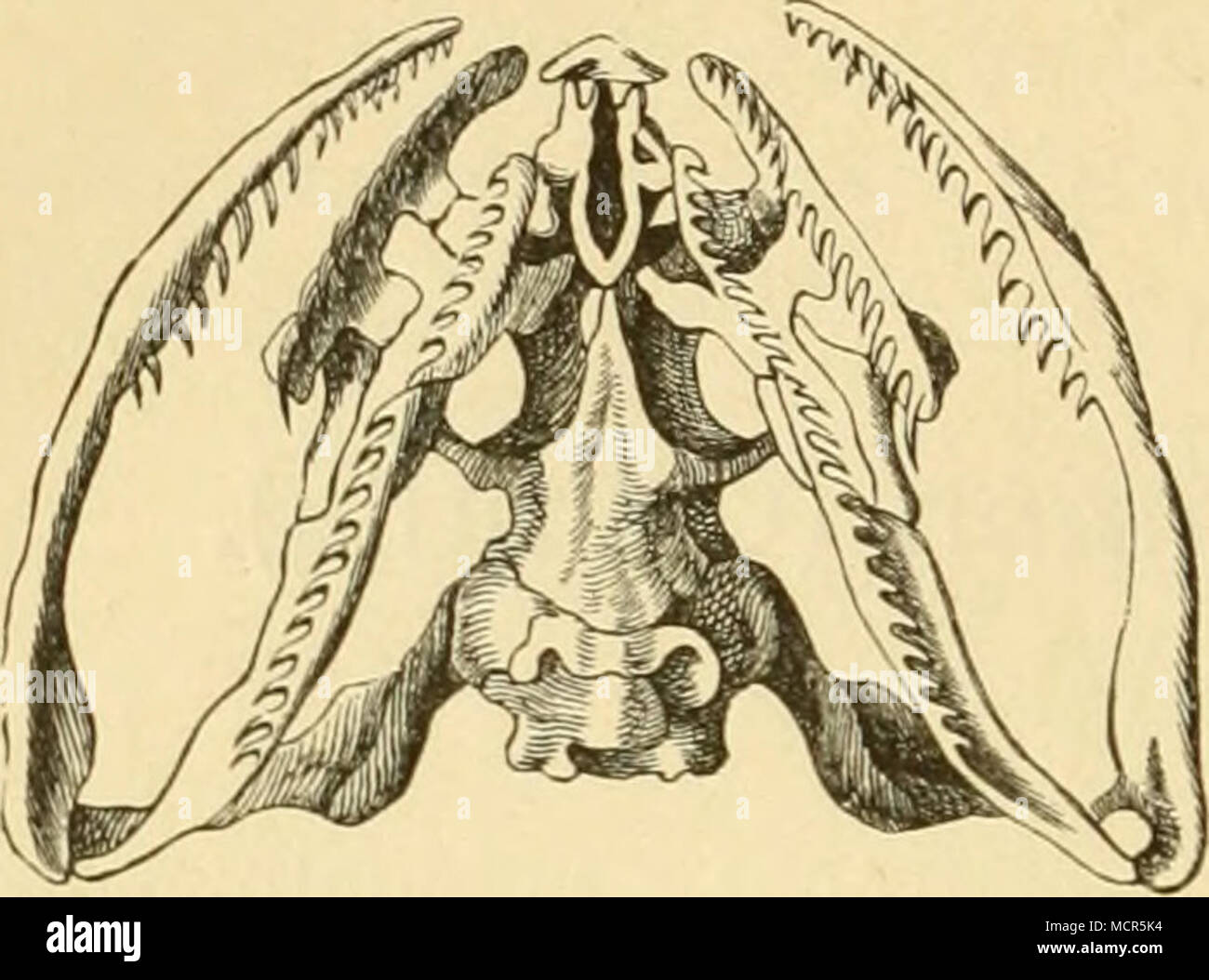 Drei miteinander verbunden hi-res stock photography and images - Alamy