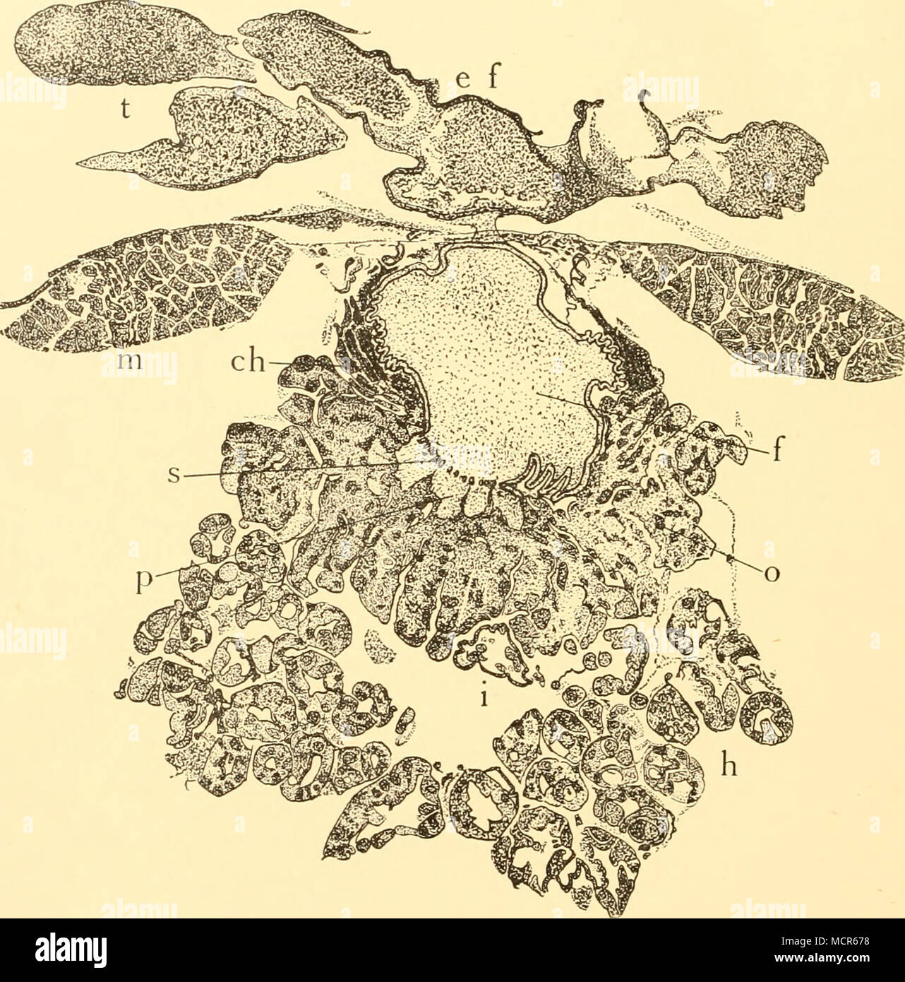 Transverse wrinkles hi-res stock photography and images - Alamy