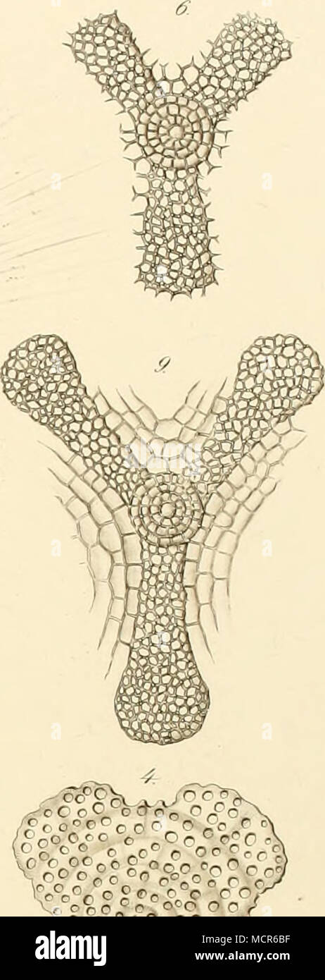 Vpj hi-res stock photography and images - Alamy