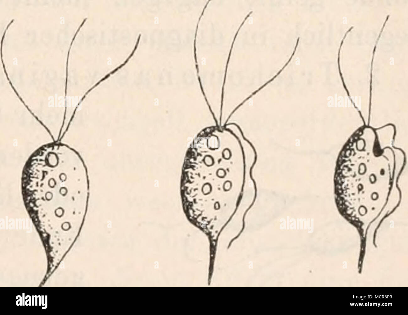 Hominis Stock Photos & Hominis Stock Images - Alamy