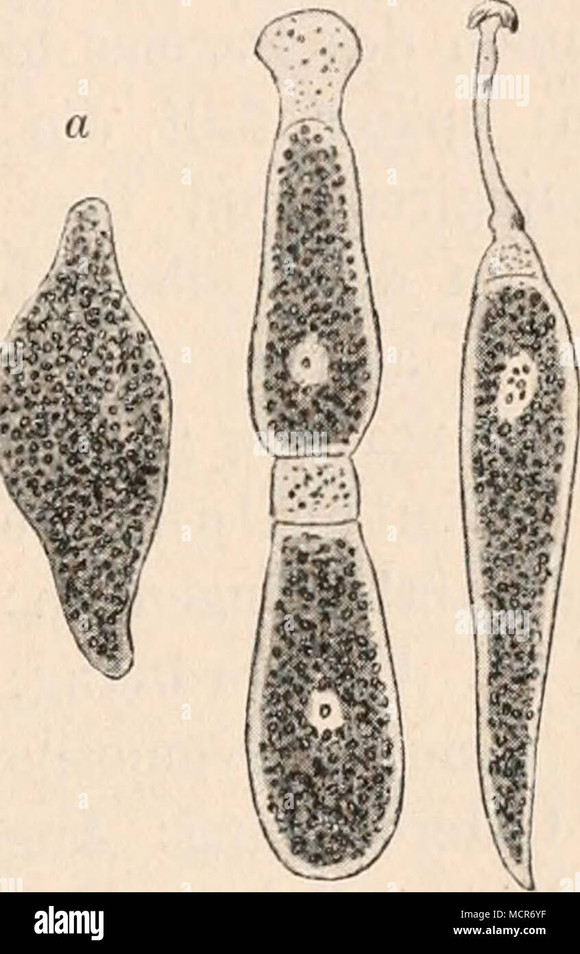 . Figur 3. a) Monocystis agilis aus den Samenblasen vom Regenwurm. b ...