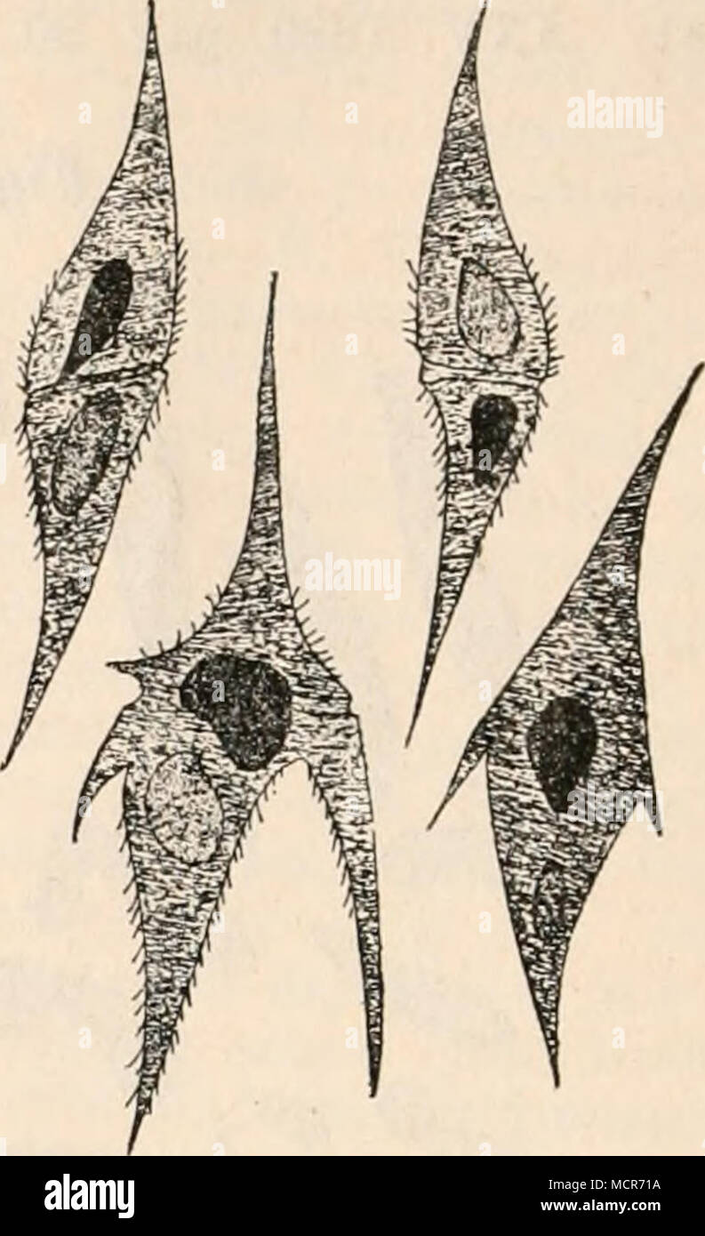 Peridinium hi-res stock photography and images - Alamy