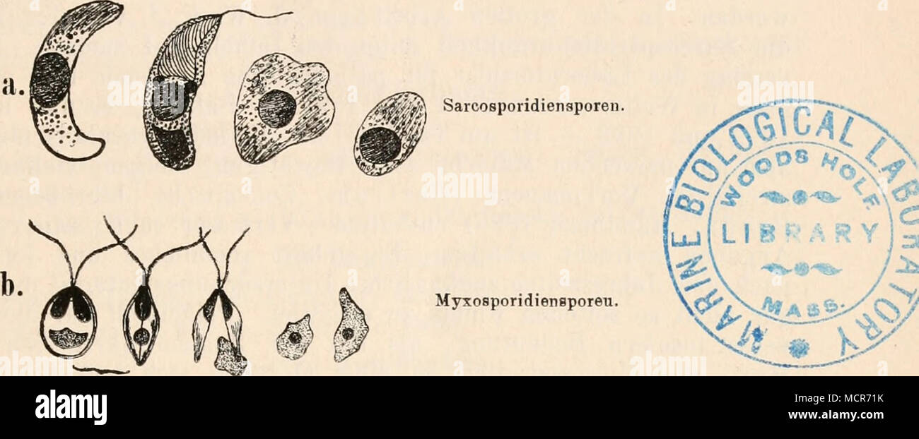 . Mikro8poridien-(Glugea-)8l>oren. Vergrößerung 1000/1. Wir geben am ...