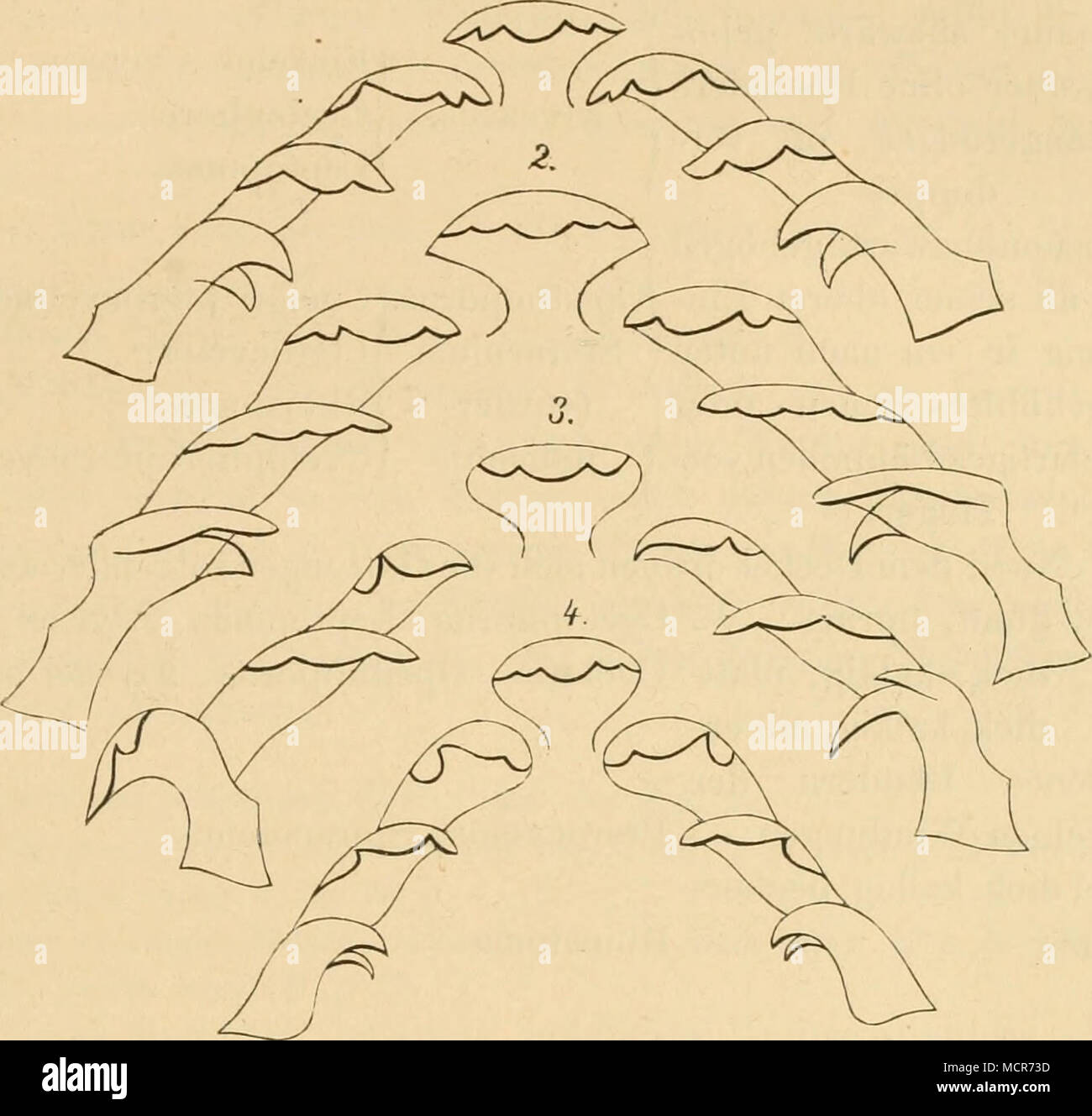 Cyclotus hi-res stock photography and images - Alamy