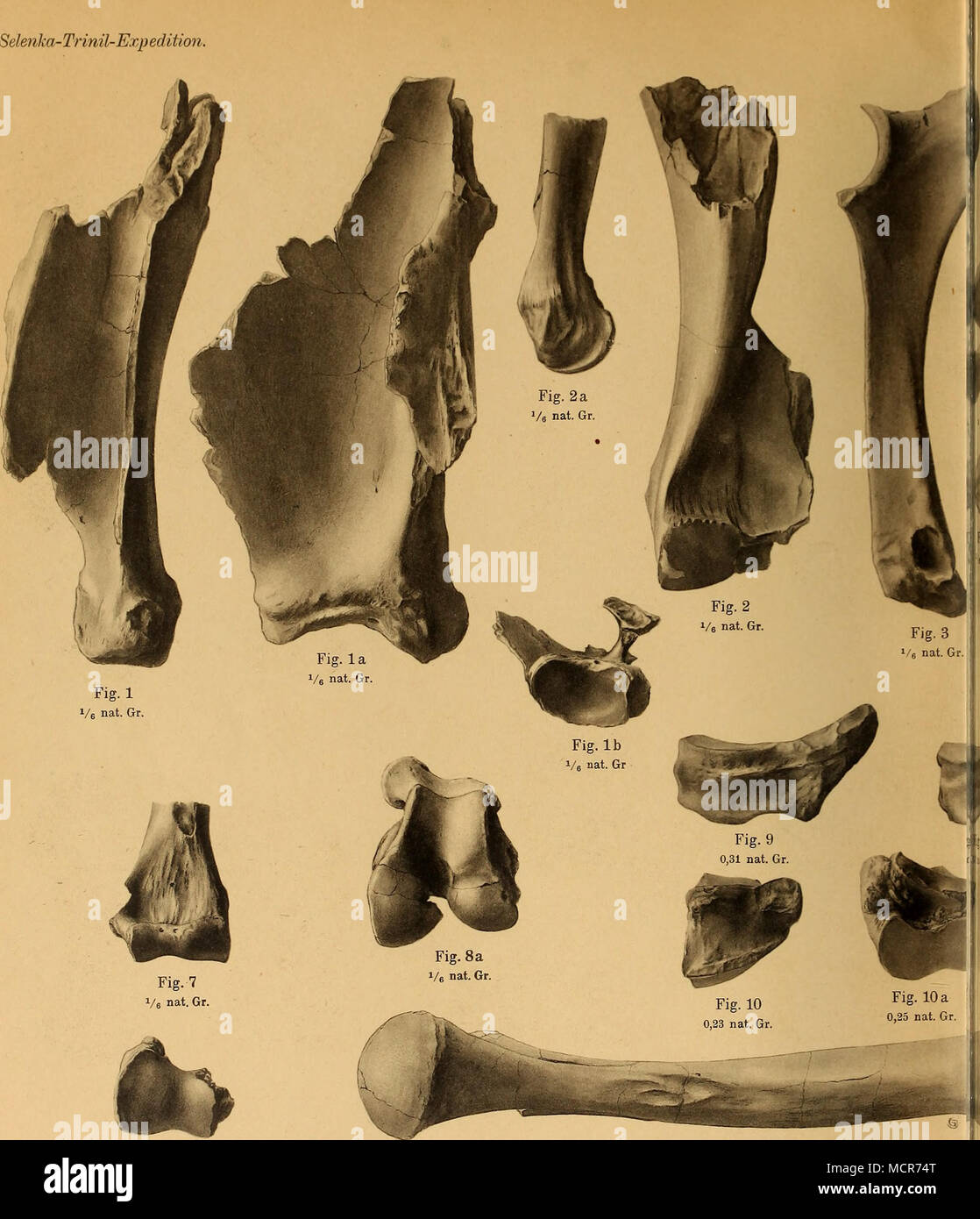 . Fig. 7 a Fig. 8 Ve nat. Gr. Fig. 1—13. Zum Skelet von Stegodon. Fig ...