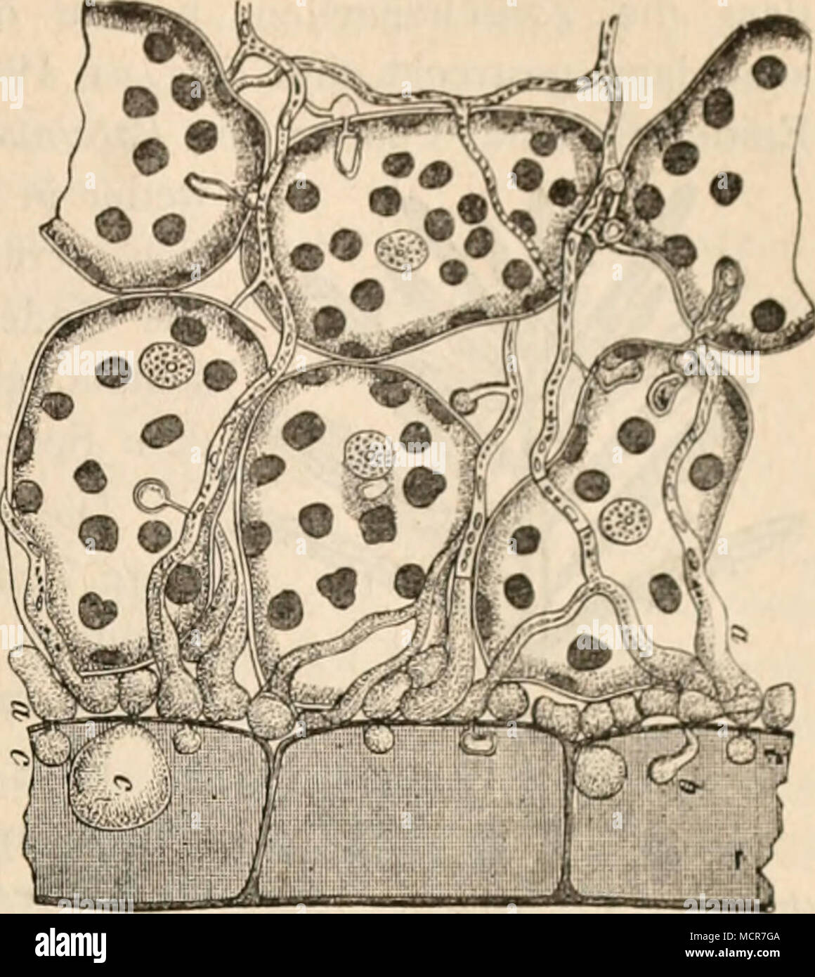 . Rindenparenchym und Epidermiszellen aus dem Stengel von 1'acciniuin ...