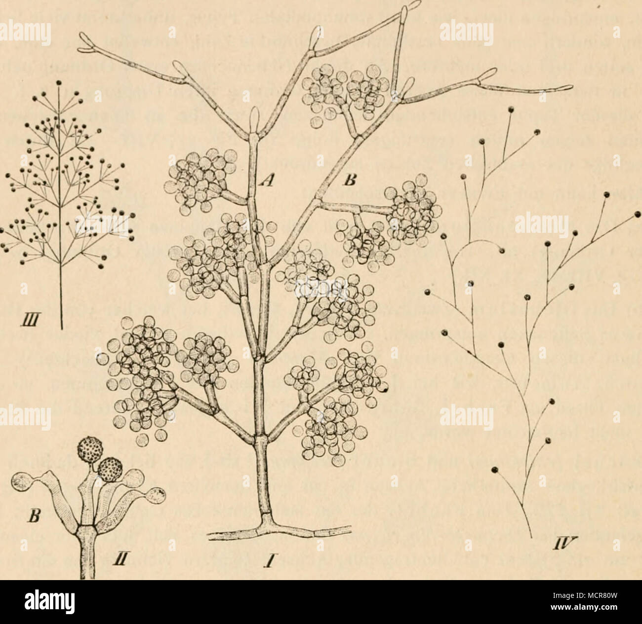 Chema Stock Photos & Chema Stock Images - Alamy