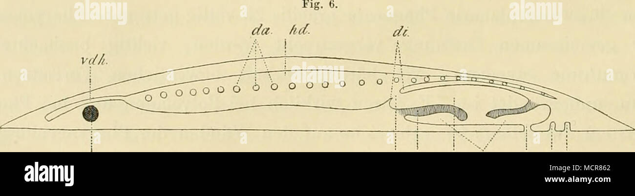 . s/z..- dm fih. /i/i/w.nh/tu-. m. c/'o Fig. 3. Idealer medianer ...